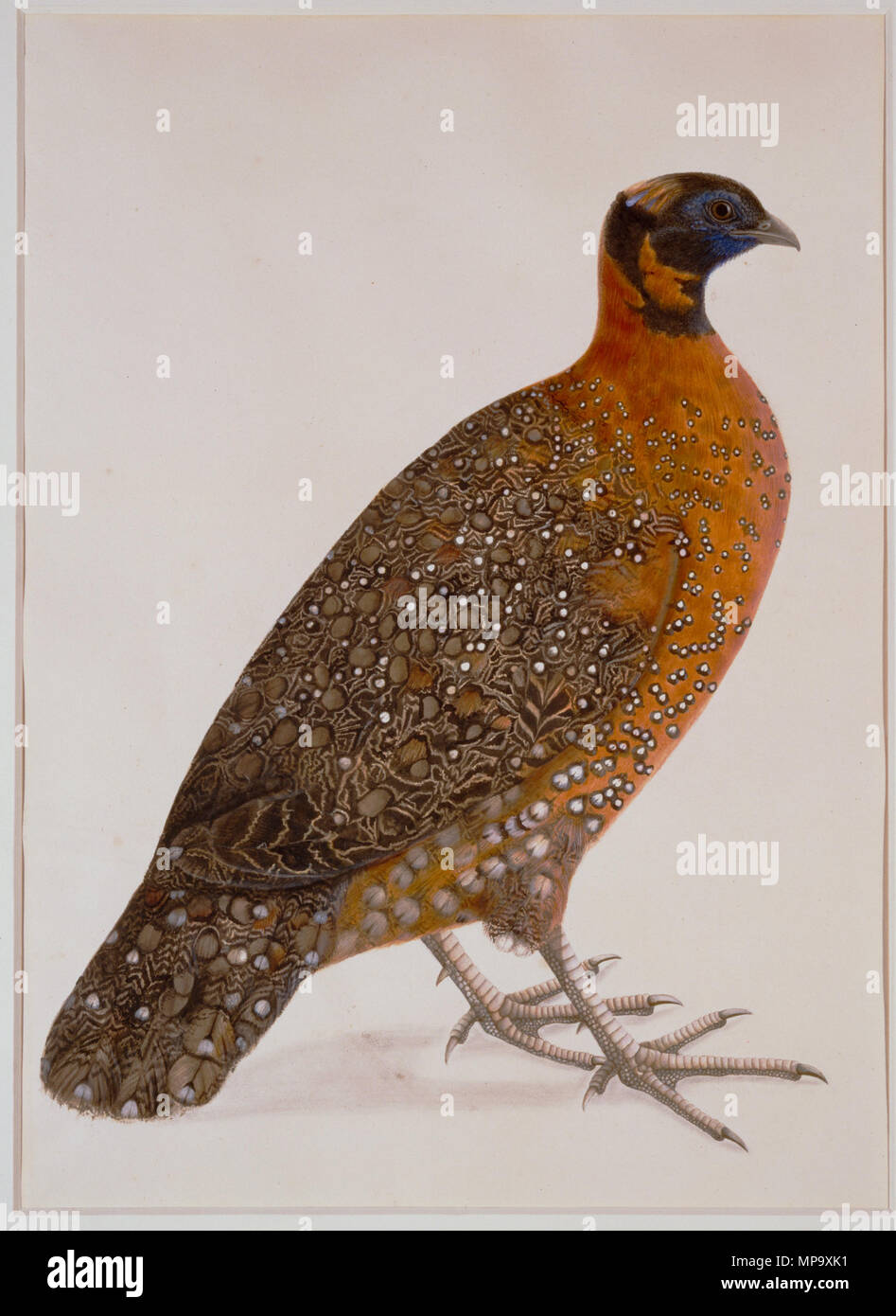 1775 1800 Banque de photographies et d’images à haute résolution - Alamy