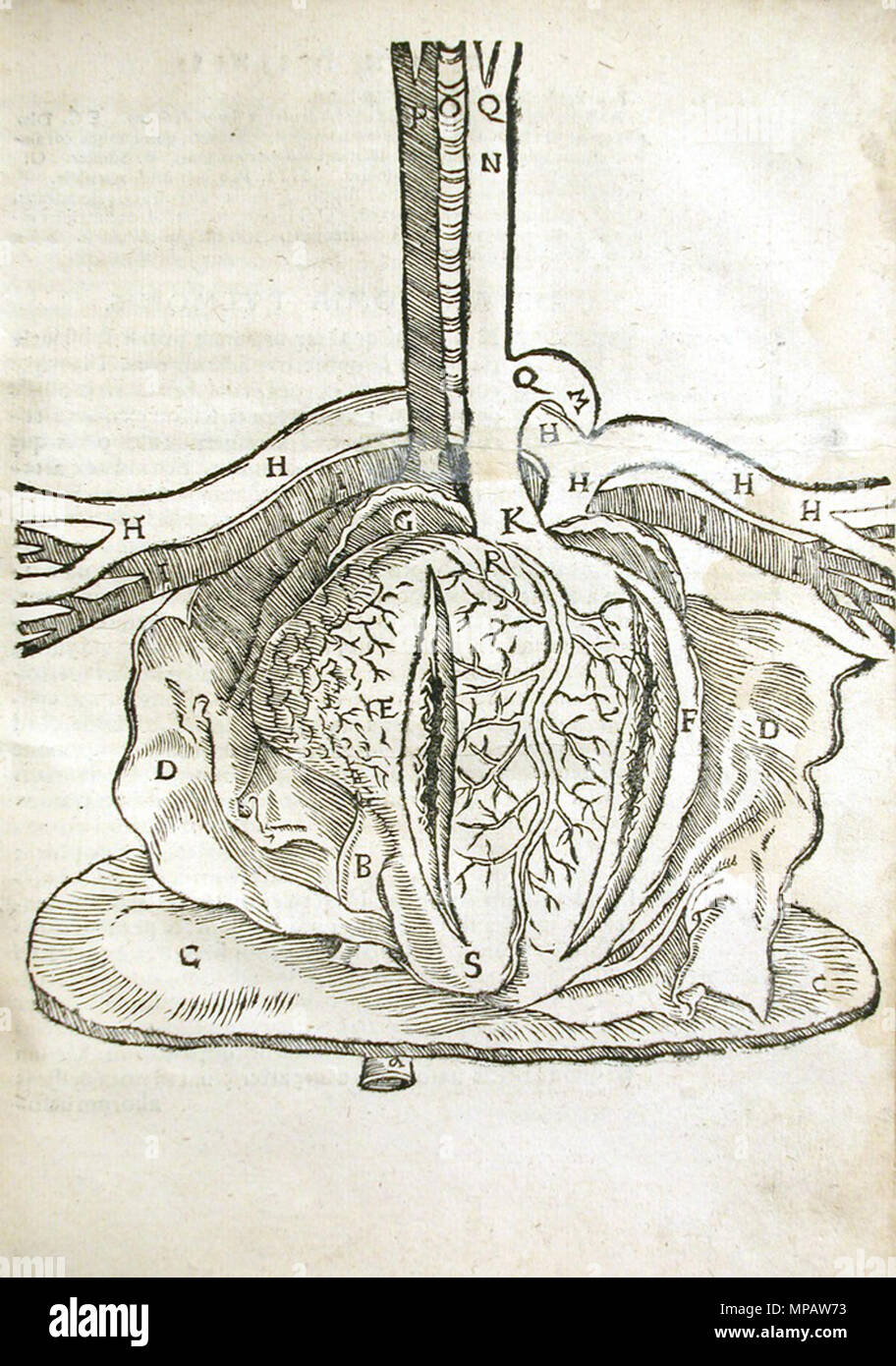 Heart dissection Banque de photographies et d’images à haute résolution ...