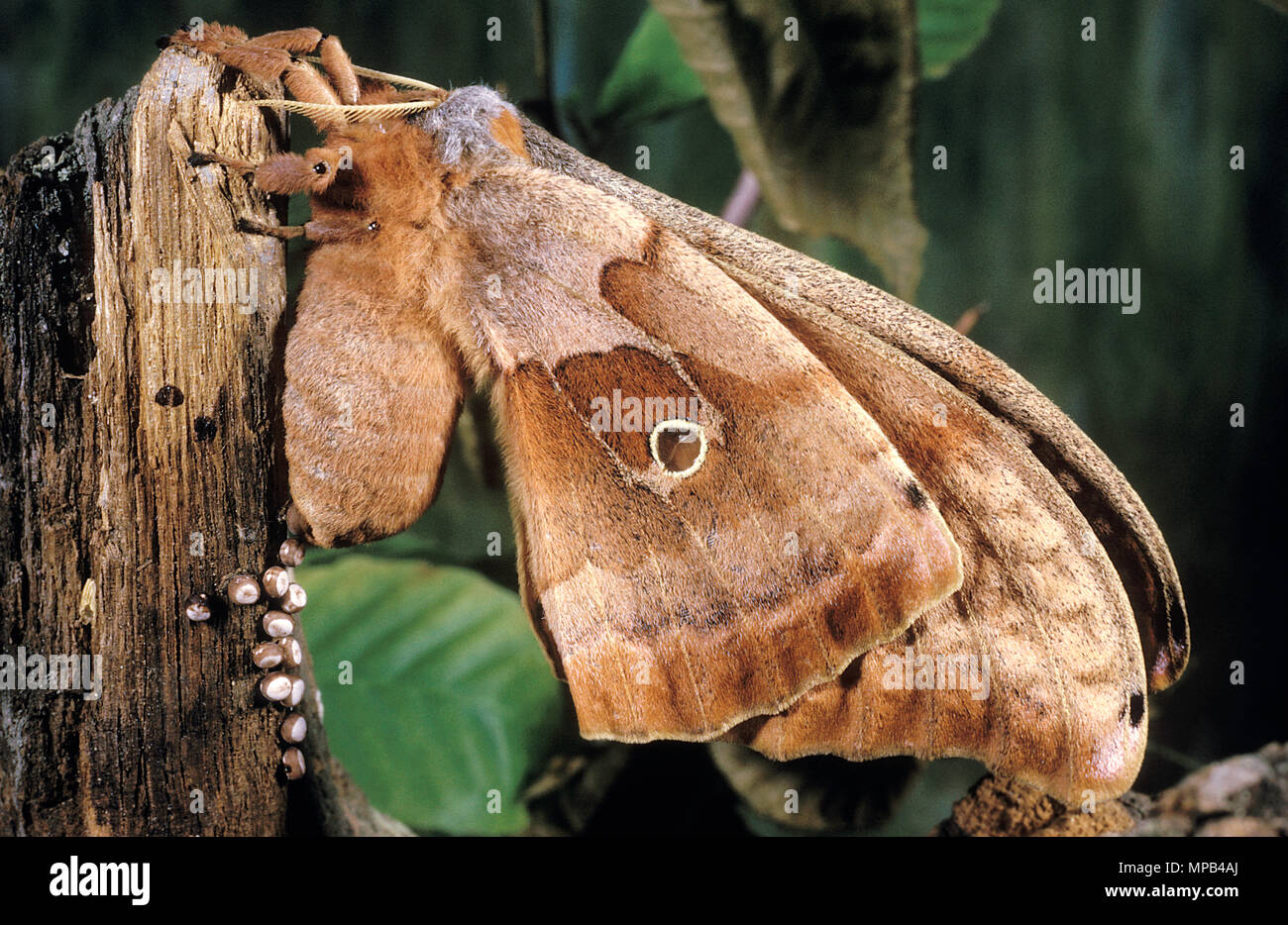 Polyphemus moth Banque de photographies et d’images à haute résolution ...