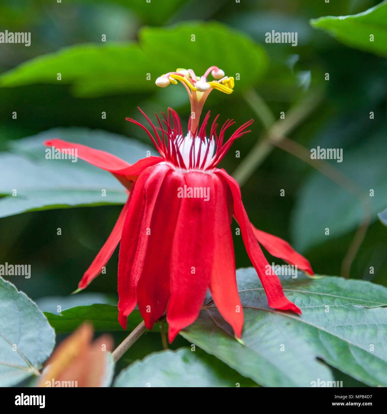 Fleur de la passion rouge Banque de photographies et d’images à haute ...