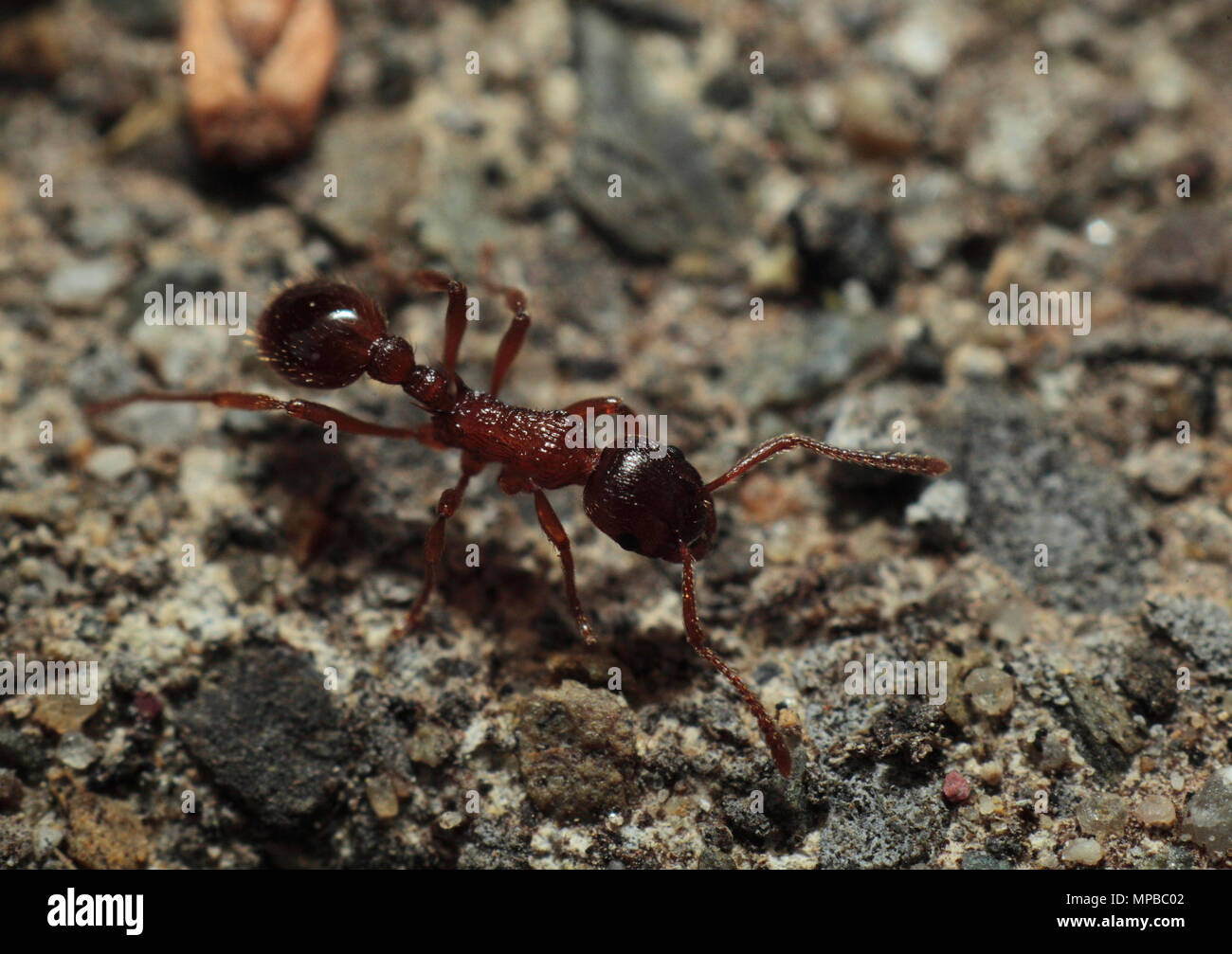 Anatomie des fourmis Banque de photographies et d’images à haute ...