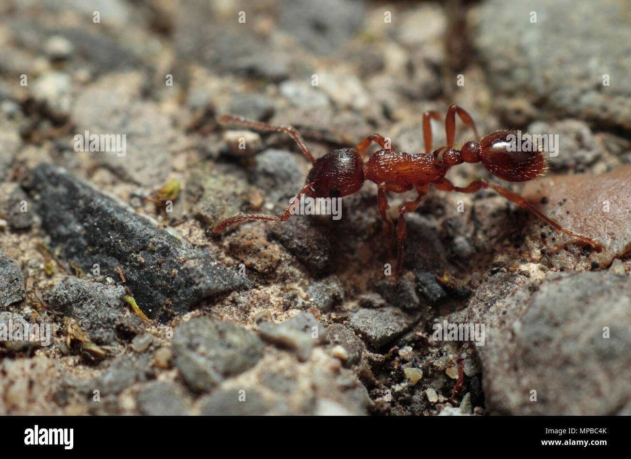 Anatomie des fourmis Banque de photographies et d’images à haute ...