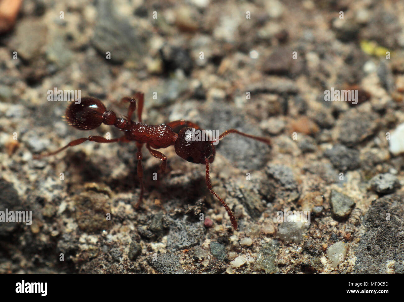Anatomie des fourmis Banque de photographies et d’images à haute ...