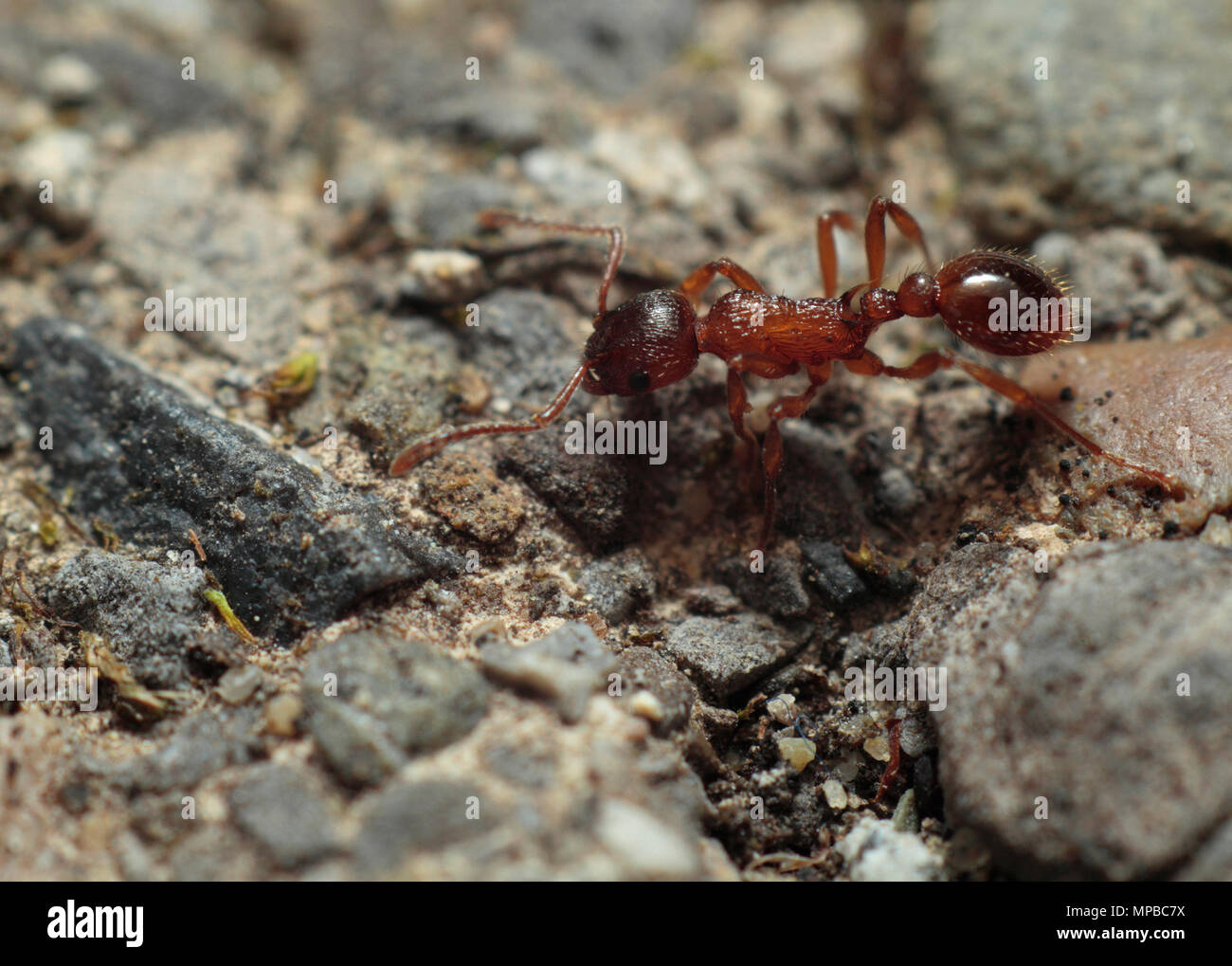 Anatomie des fourmis Banque de photographies et d’images à haute ...