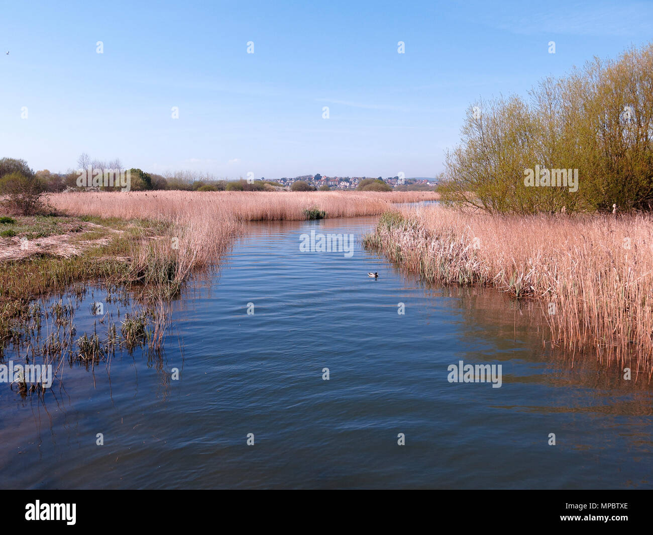 Radipole lake rspb reserve Banque de photographies et d’images à haute ...