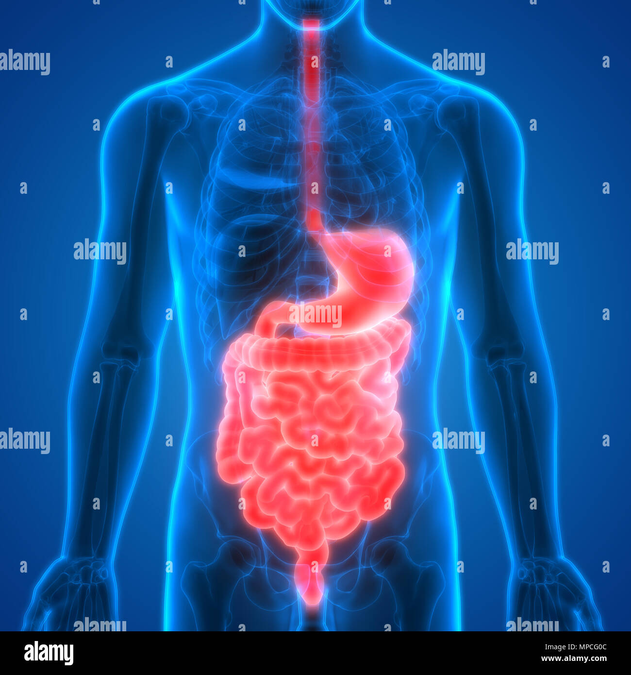 Anatomie du système digestif humain Photo Stock - Alamy