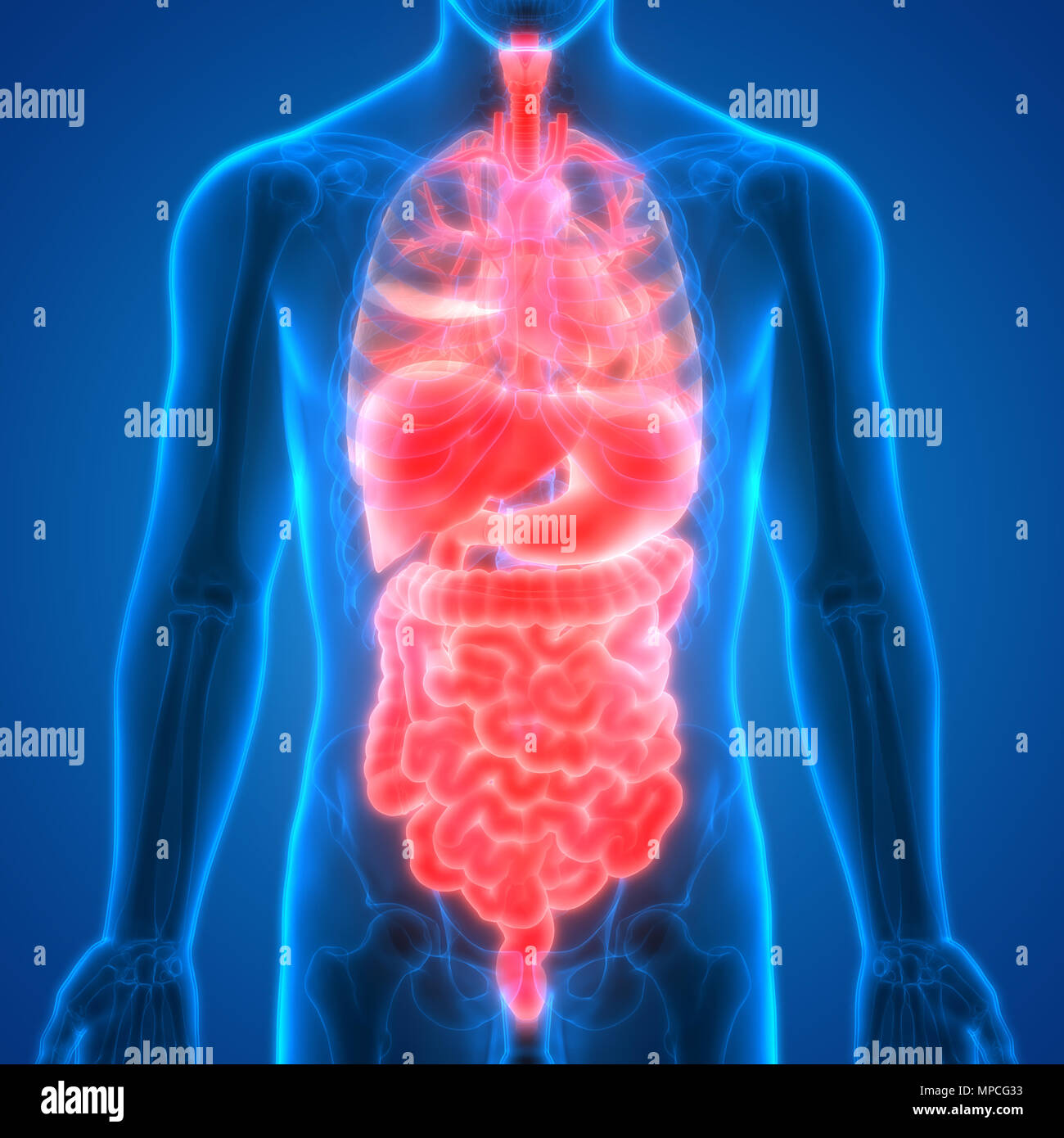 L'anatomie des organes du corps humain Photo Stock - Alamy