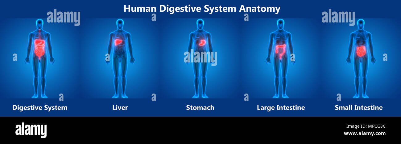 Anatomie du système digestif humain Photo Stock - Alamy