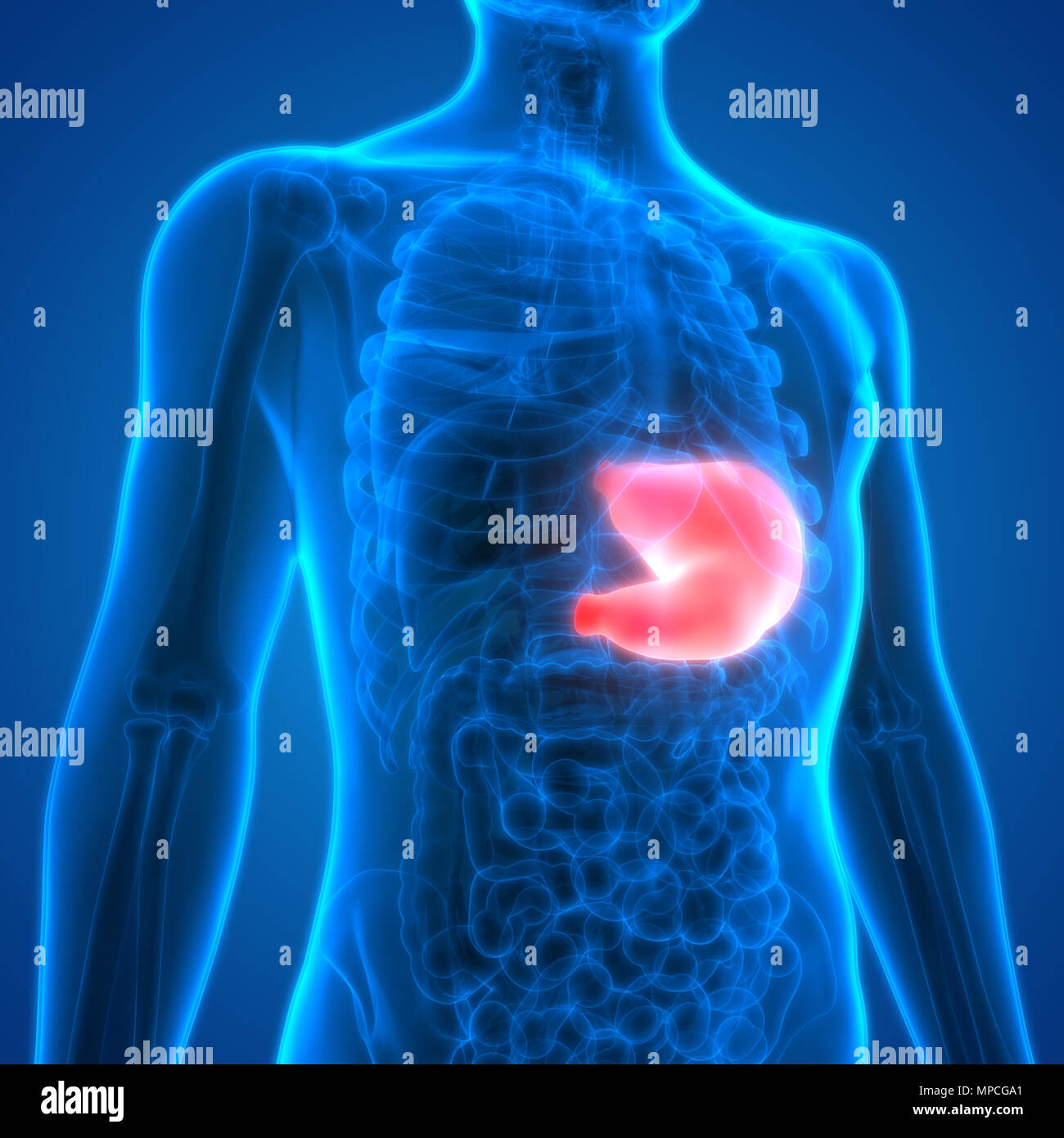 Estomac anatomie 3d Banque de photographies et d’images à haute ...