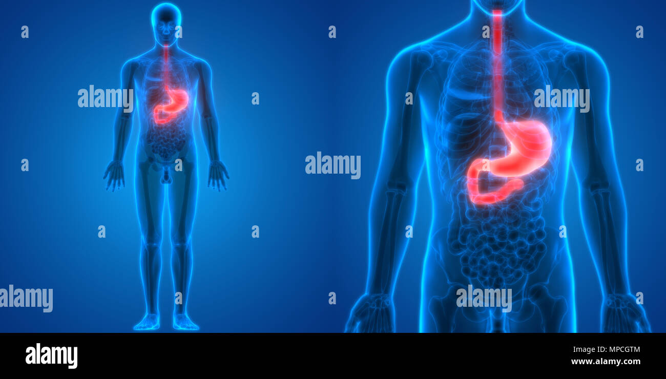 Système digestif humain Anatomie de l'estomac Photo Stock - Alamy