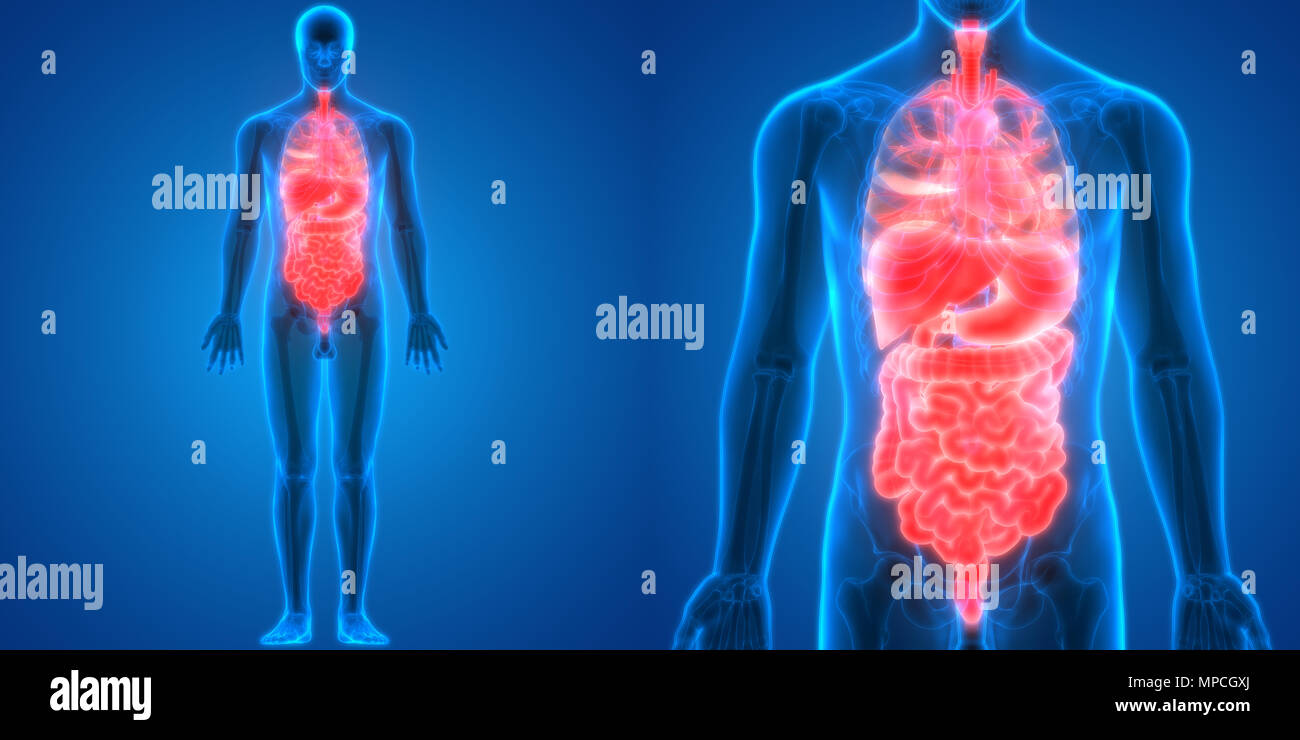 L'anatomie des organes du corps humain Photo Stock - Alamy