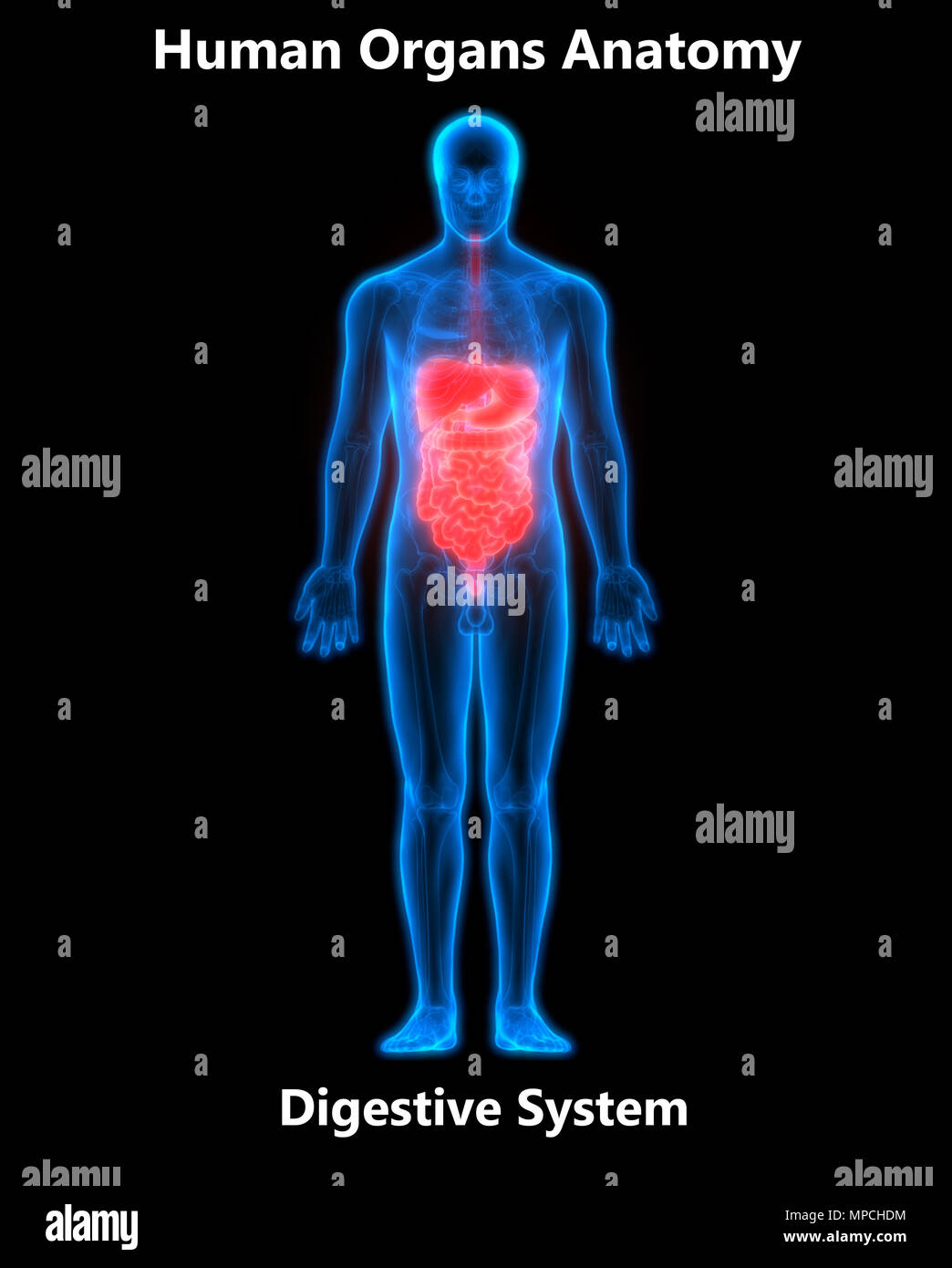 Anatomie du système digestif humain Photo Stock - Alamy