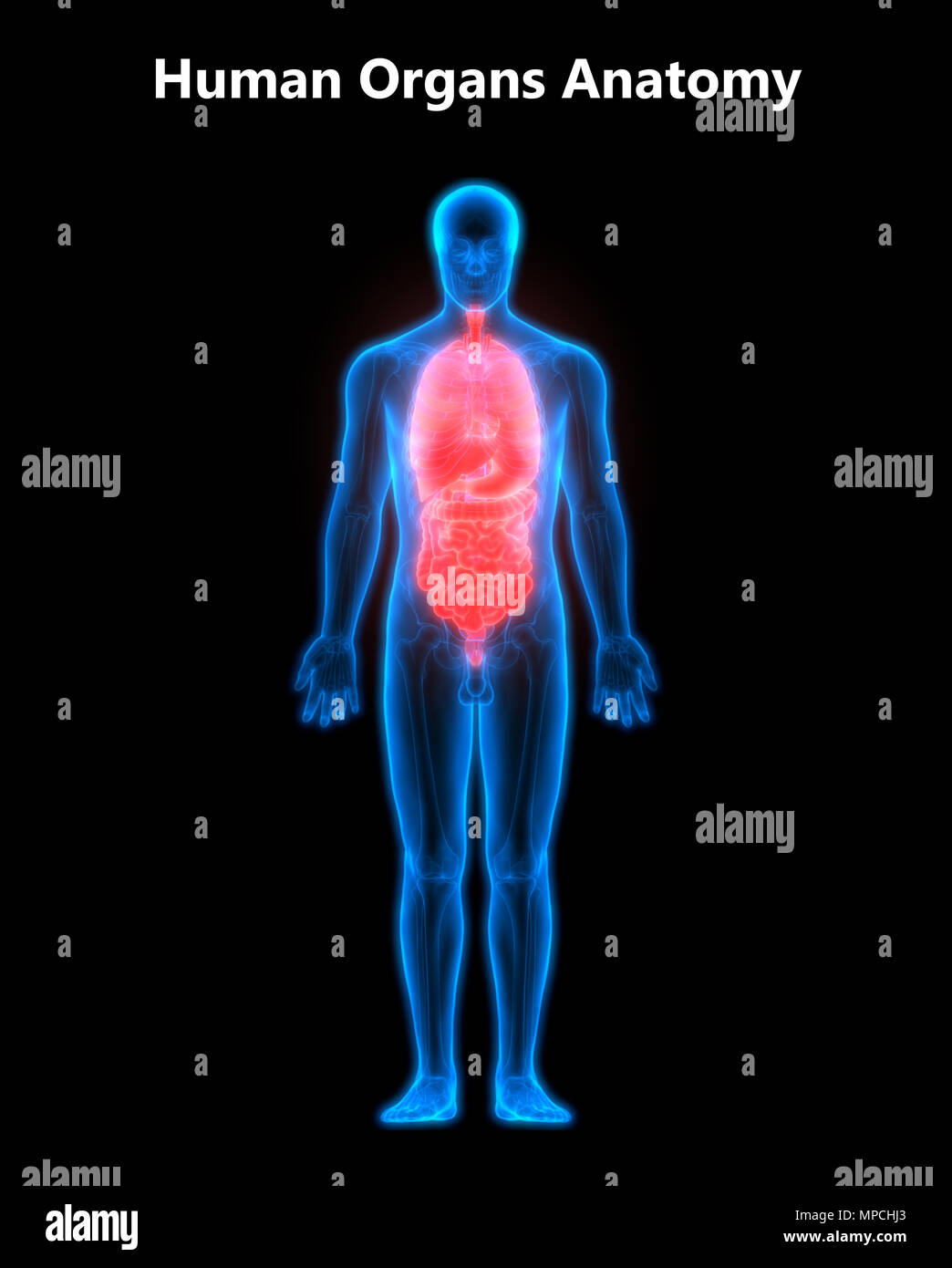 L'anatomie des organes du corps humain Photo Stock - Alamy