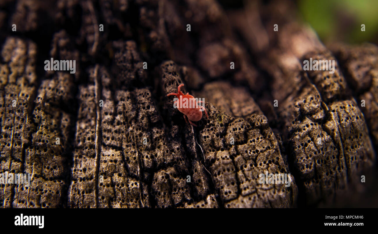 Acarien rouge Banque de photographies et d’images à haute résolution ...