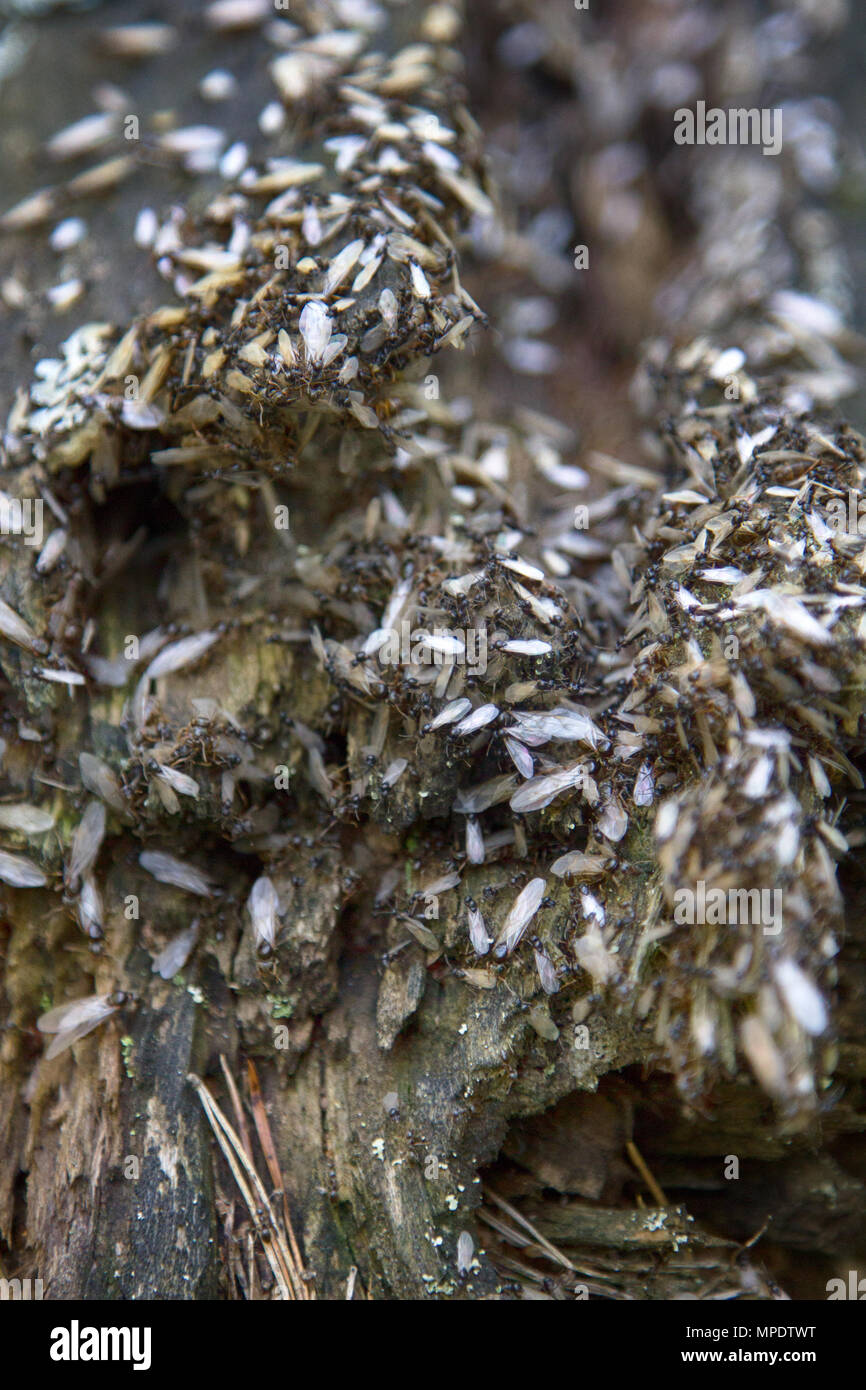 L'accouplement des fourmis Banque de photographies et d’images à haute ...
