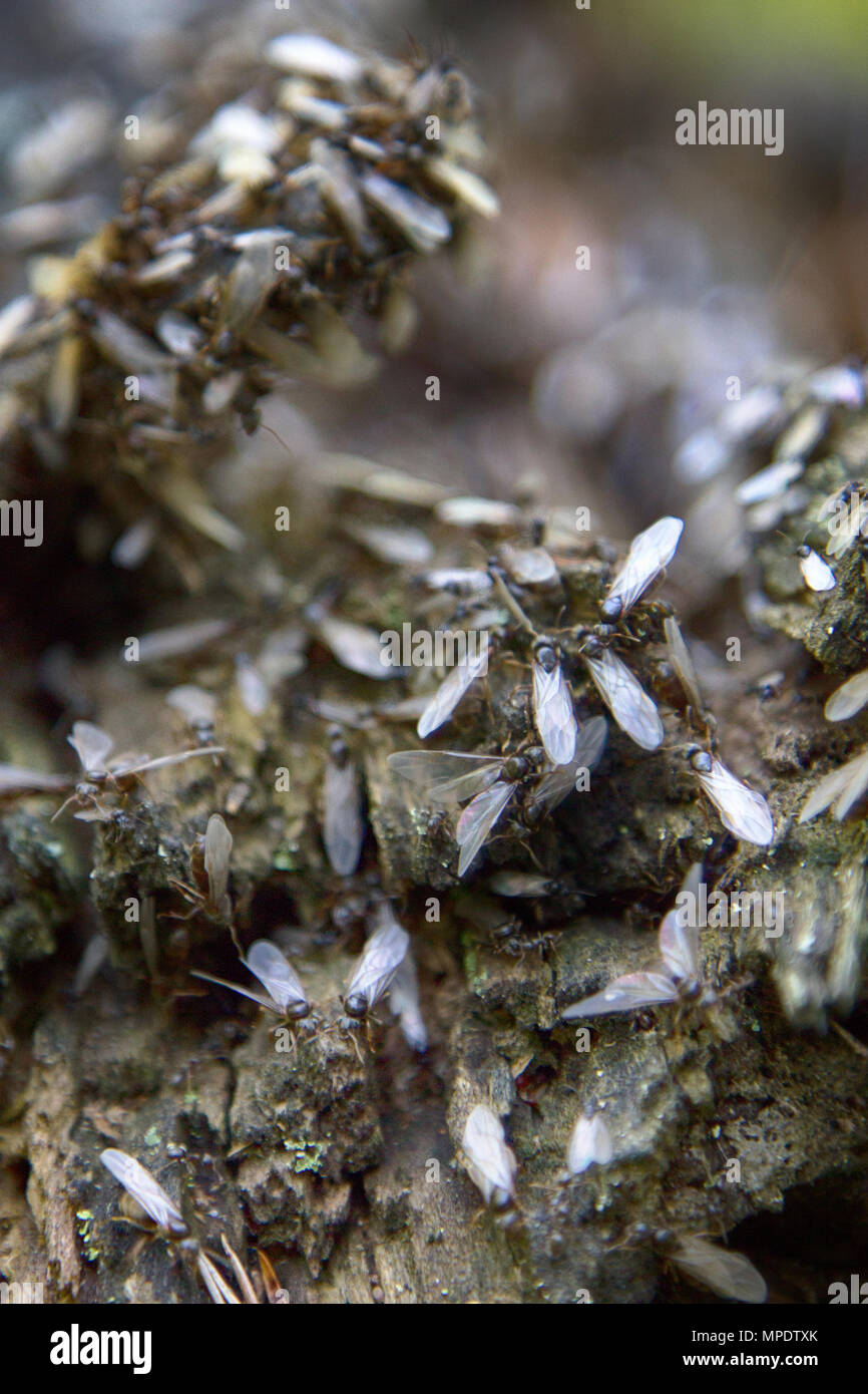 L'accouplement des fourmis Banque de photographies et d’images à haute ...