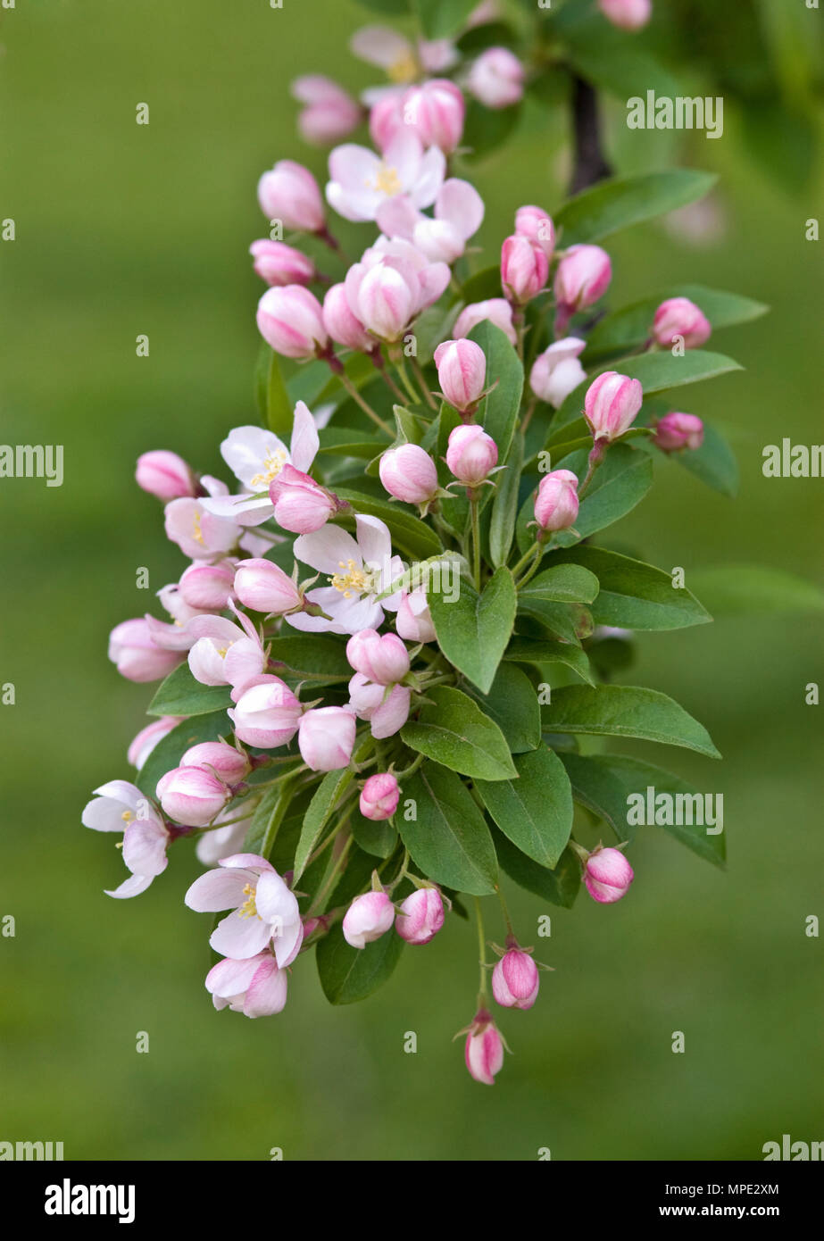 Fleurs de pommetier blanches Banque de photographies et d’images à ...