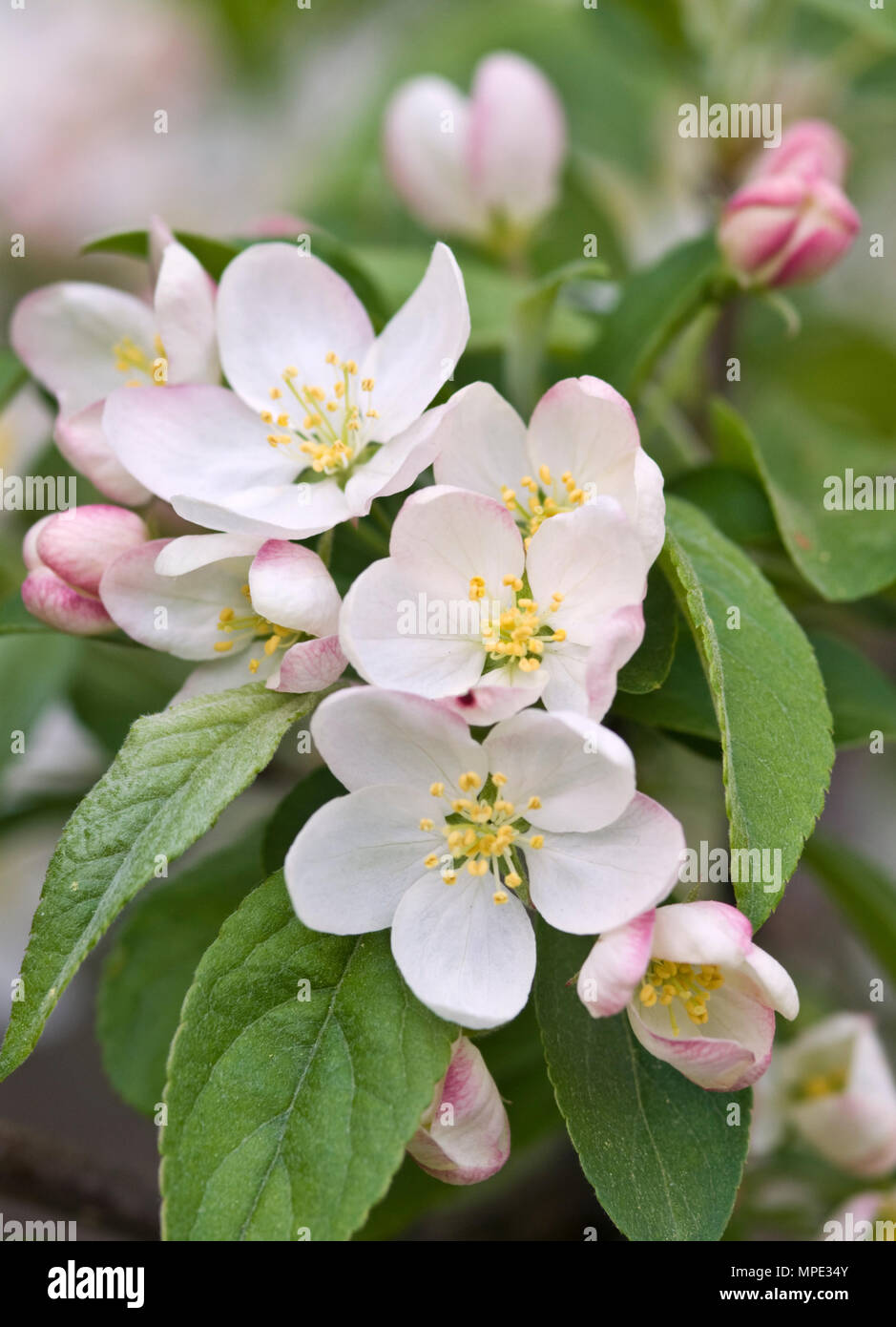 Fleurs de pommetier blanches Banque de photographies et d’images à ...