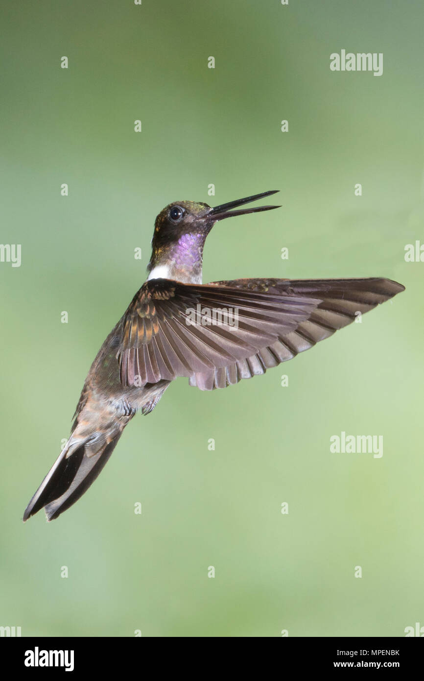 Brun inca Banque de photographies et d’images à haute résolution - Alamy