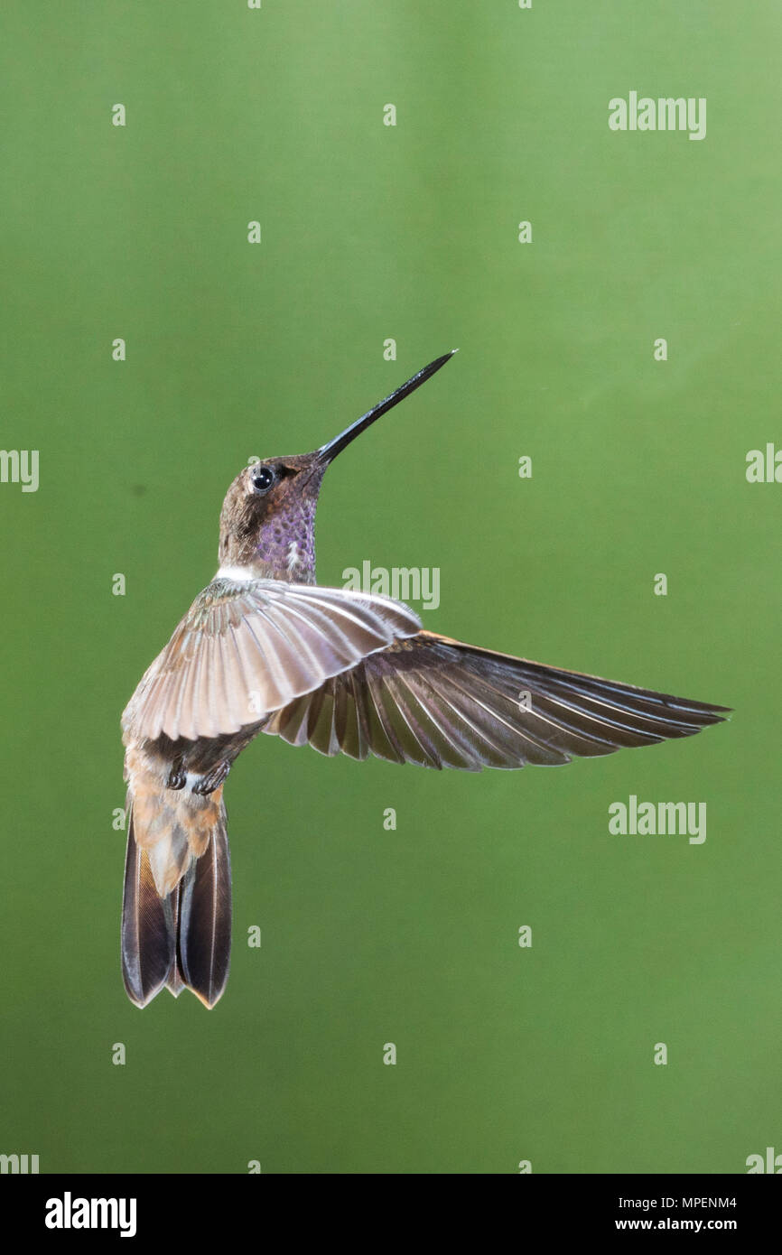 Brun inca Banque de photographies et d’images à haute résolution - Alamy