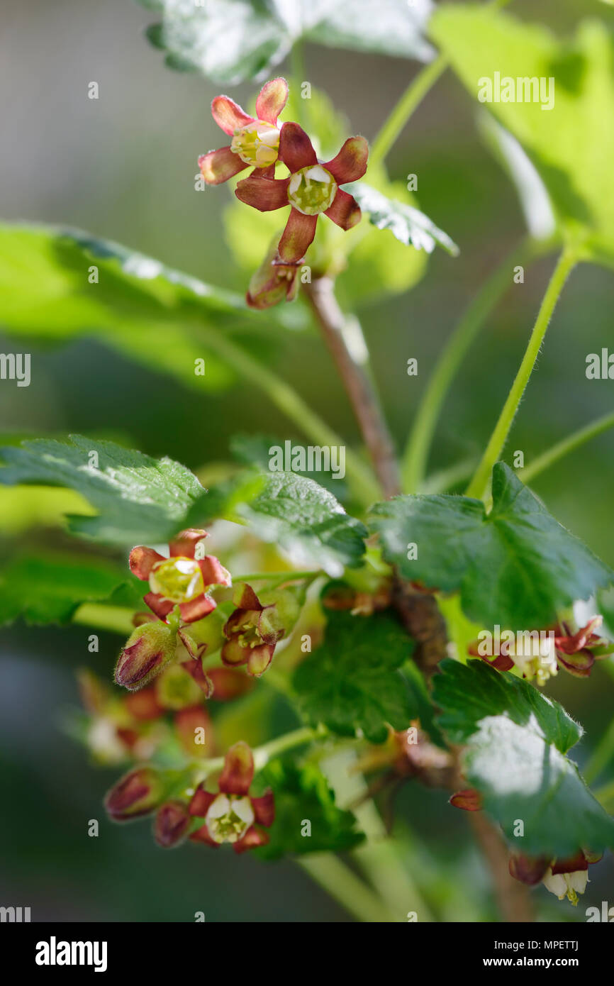 Fleurs de cassis en fleurs Banque de photographies et d’images à haute ...