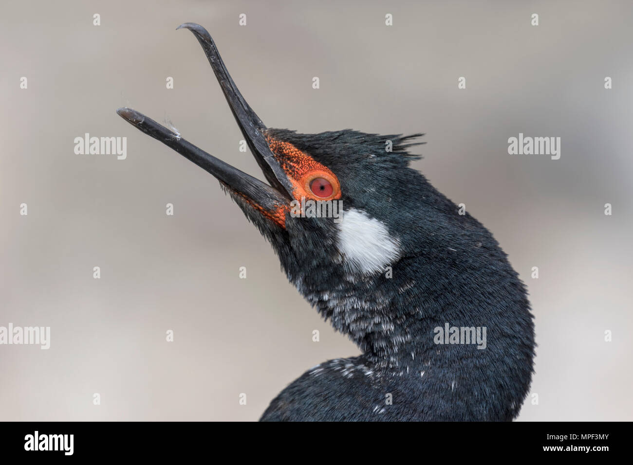 Rock shag Banque de photographies et d’images à haute résolution - Alamy