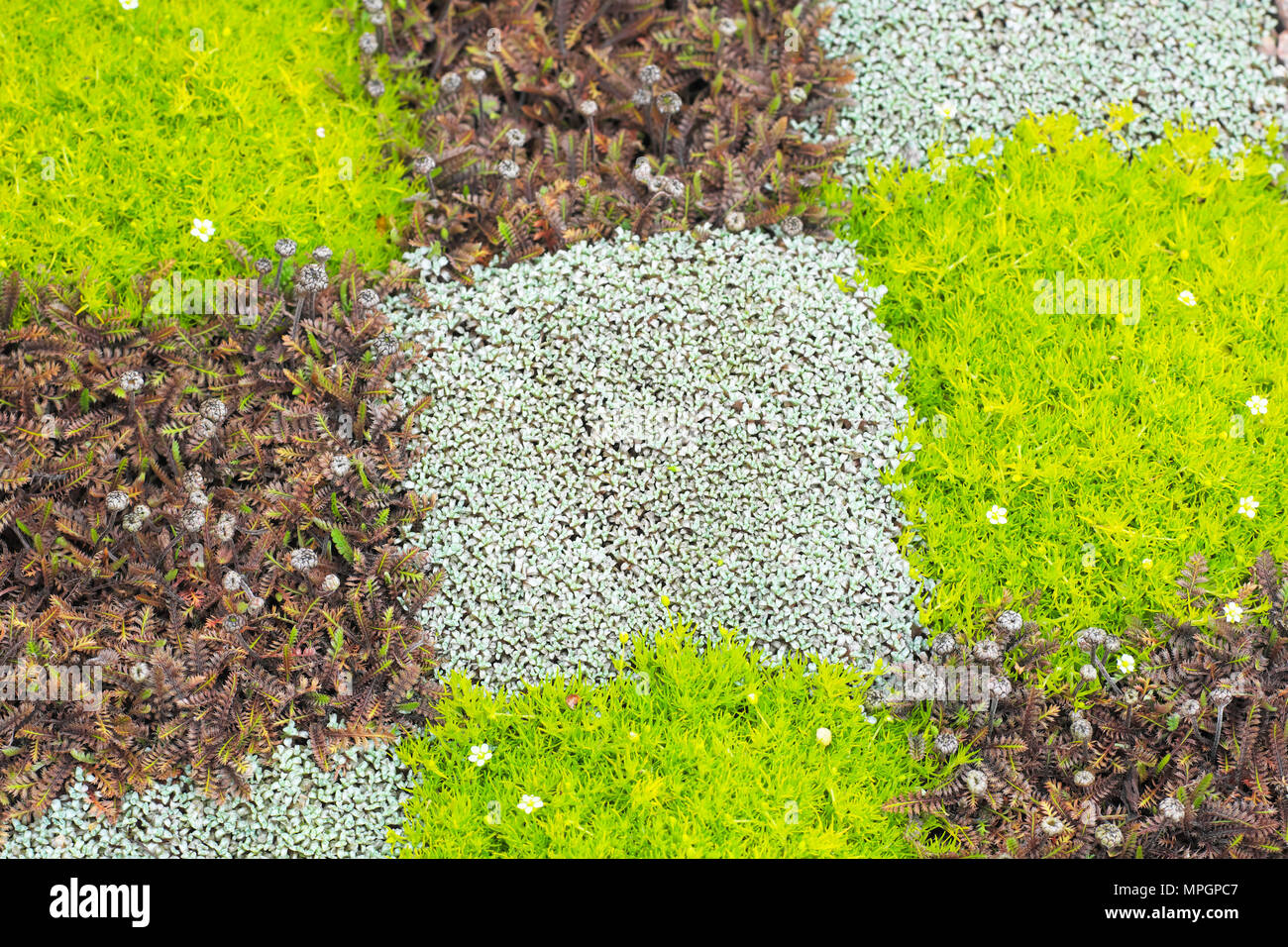 Arenaria caespitosa aurea Banque de photographies et d’images à haute ...