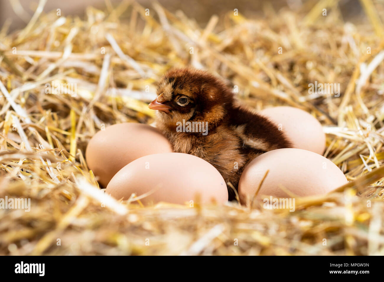 Naissance d'un poussin dans nid de paille Photo Stock - Alamy
