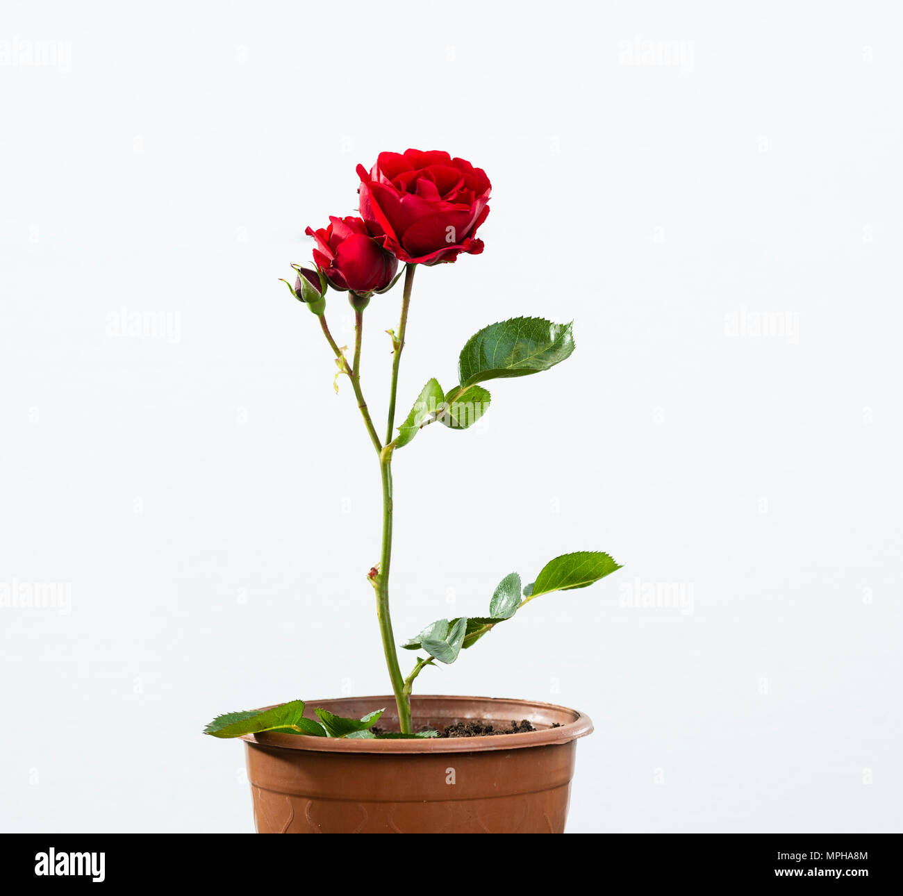 Vecteur de pot de fleur Banque de photographies et d’images à haute ...