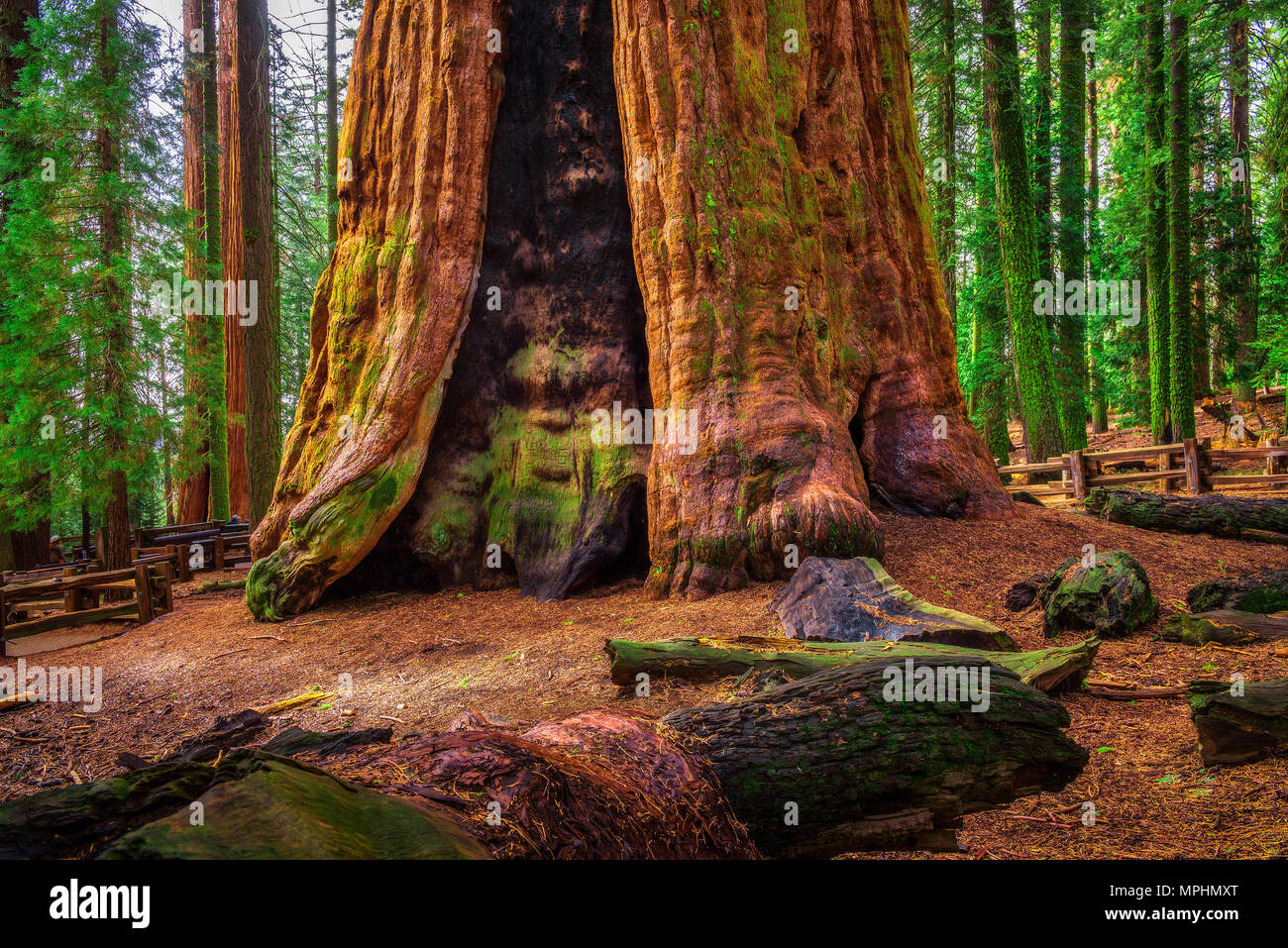 Sequoia national park tree general sherman Banque de photographies et d ...