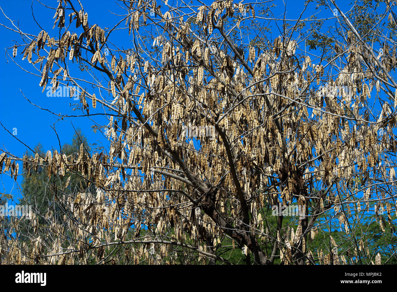 Flore du pakistan Banque de photographies et d’images à haute ...