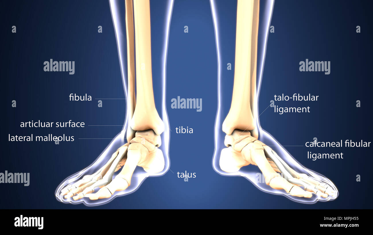 rendu 3d de l'anatomie des os du squelette humain Photo Stock - Alamy