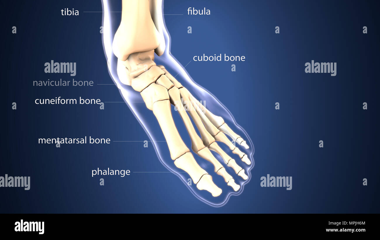 Anatomy of the knee Banque de photographies et d’images à haute ...