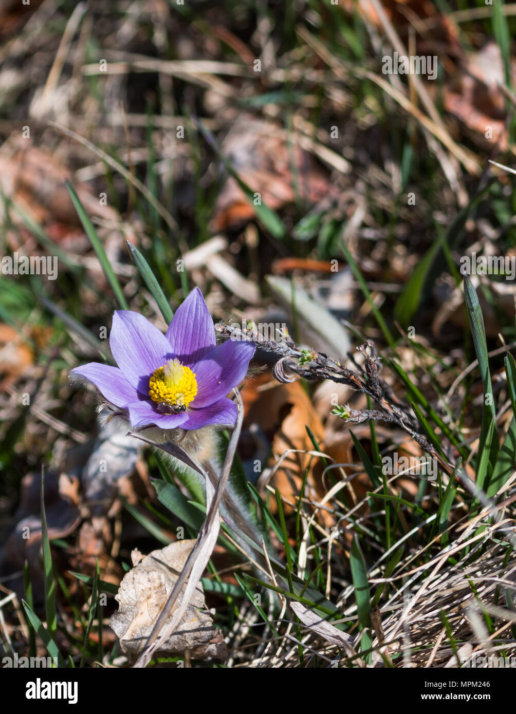 Crocus prairie Banque de photographies et d’images à haute résolution ...