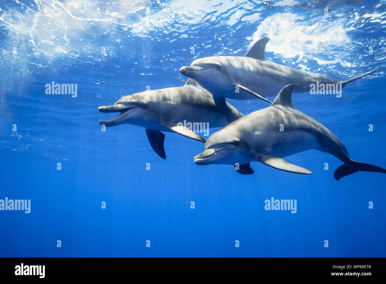 Indo pacific bottlenose dolphins Banque de photographies et d’images à ...
