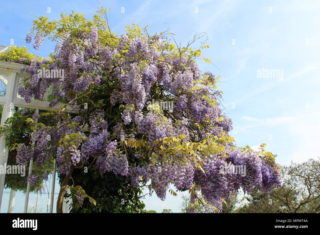 Glycine Plante Grimpante Banque d'image et photos - Alamy