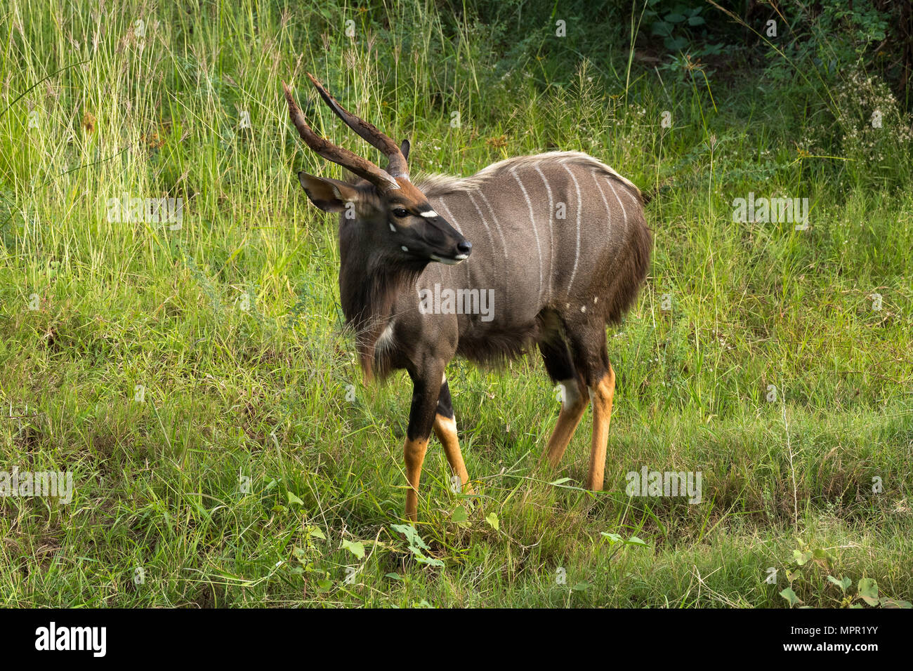 Pafuri camp Banque de photographies et d’images à haute résolution - Alamy