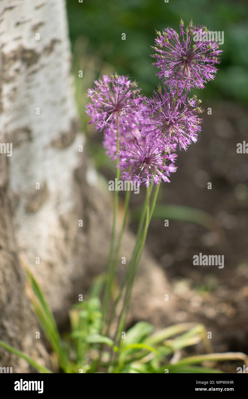 Fleur Violette Ronde Banque d'image et photos - Alamy