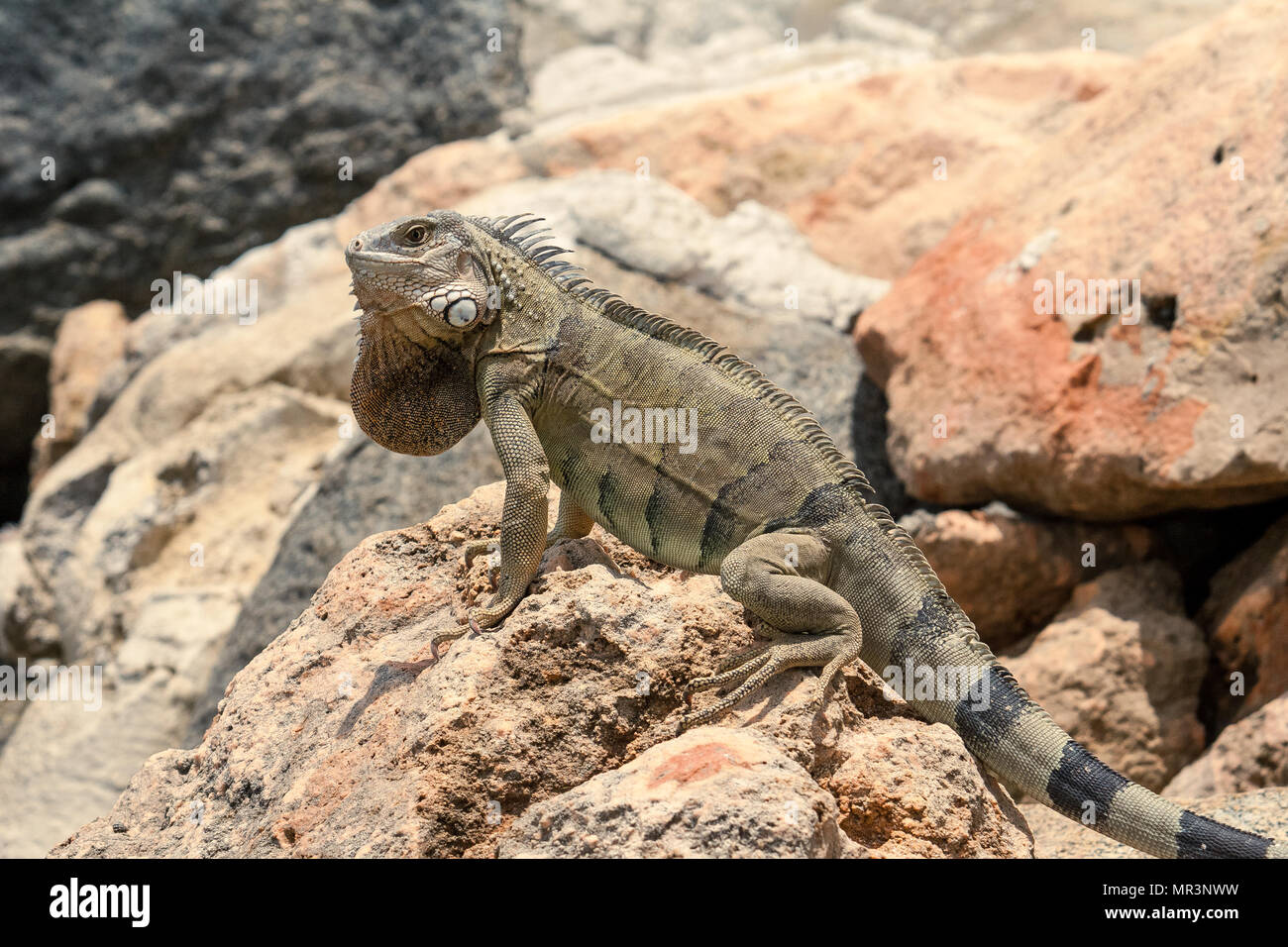Bahamas wildlife lizard Banque de photographies et d’images à haute ...