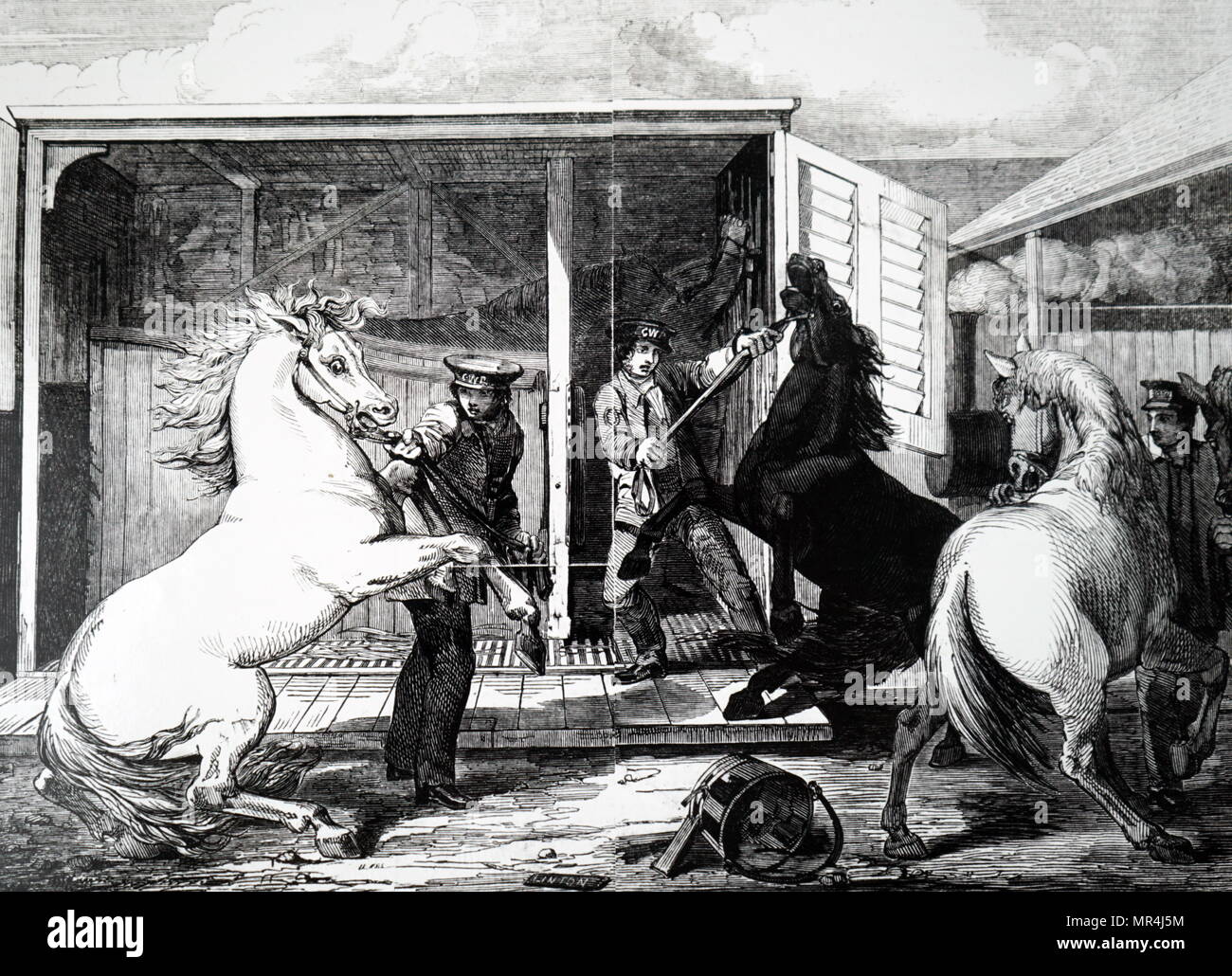 Illustration de l'évolution des chevaux en provenance de la voie large ...