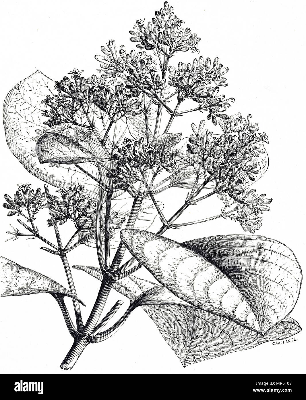 Plante de quinquina Banque de photographies et d’images à haute ...