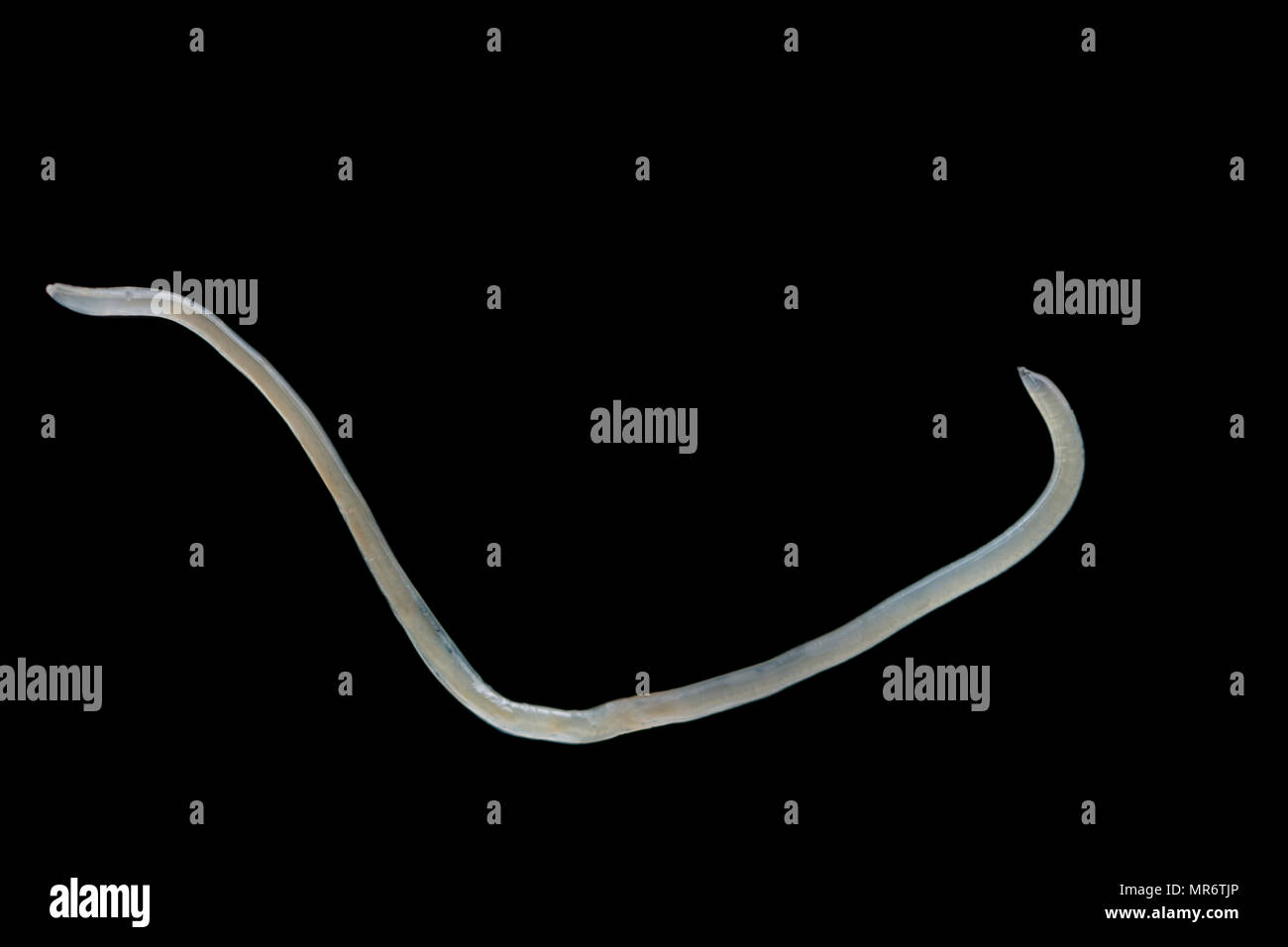 Parasite des poissons de mer Banque de photographies et d’images à ...