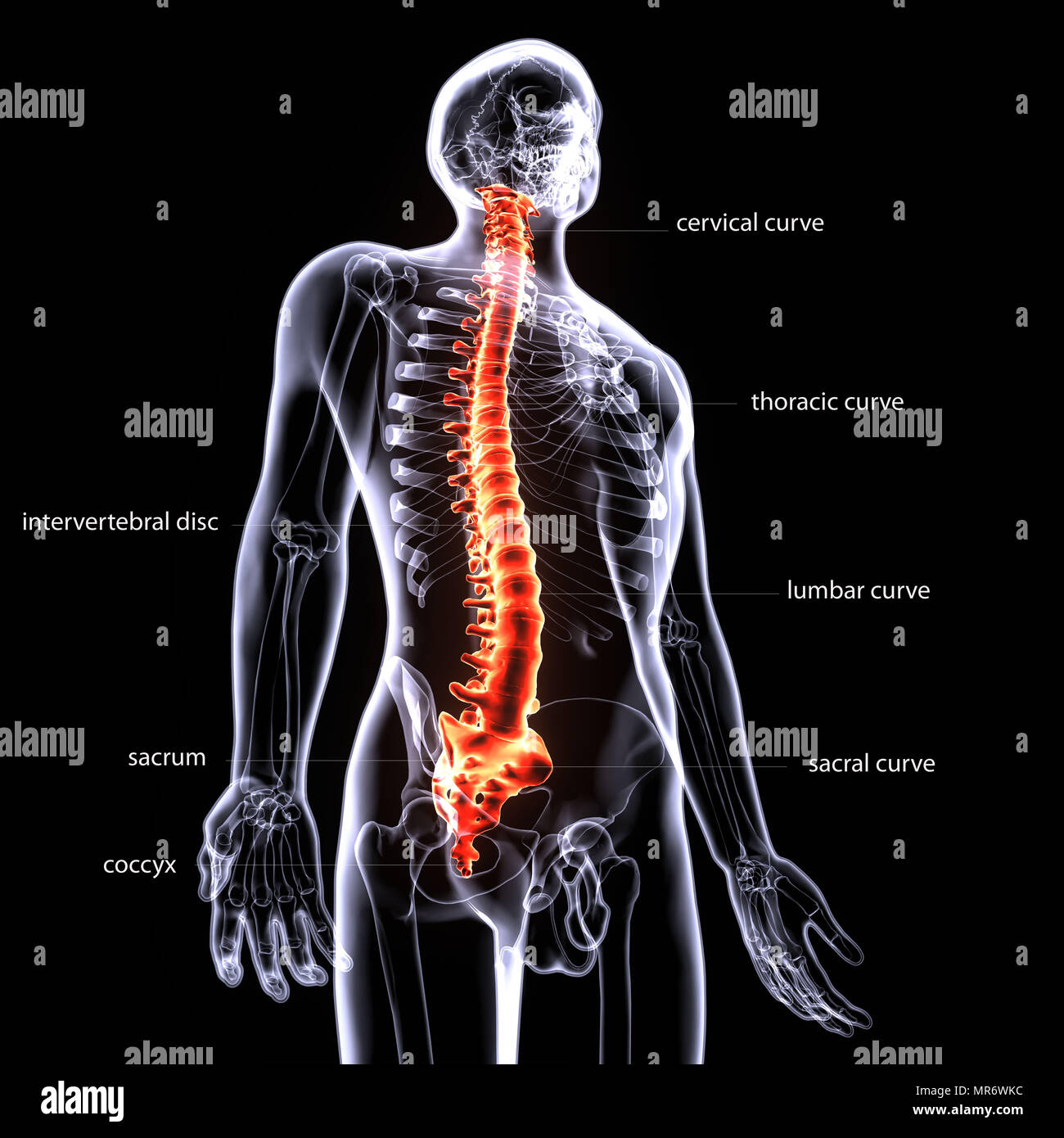 rendu 3d du système d'anatomie du squelette humain Photo Stock - Alamy