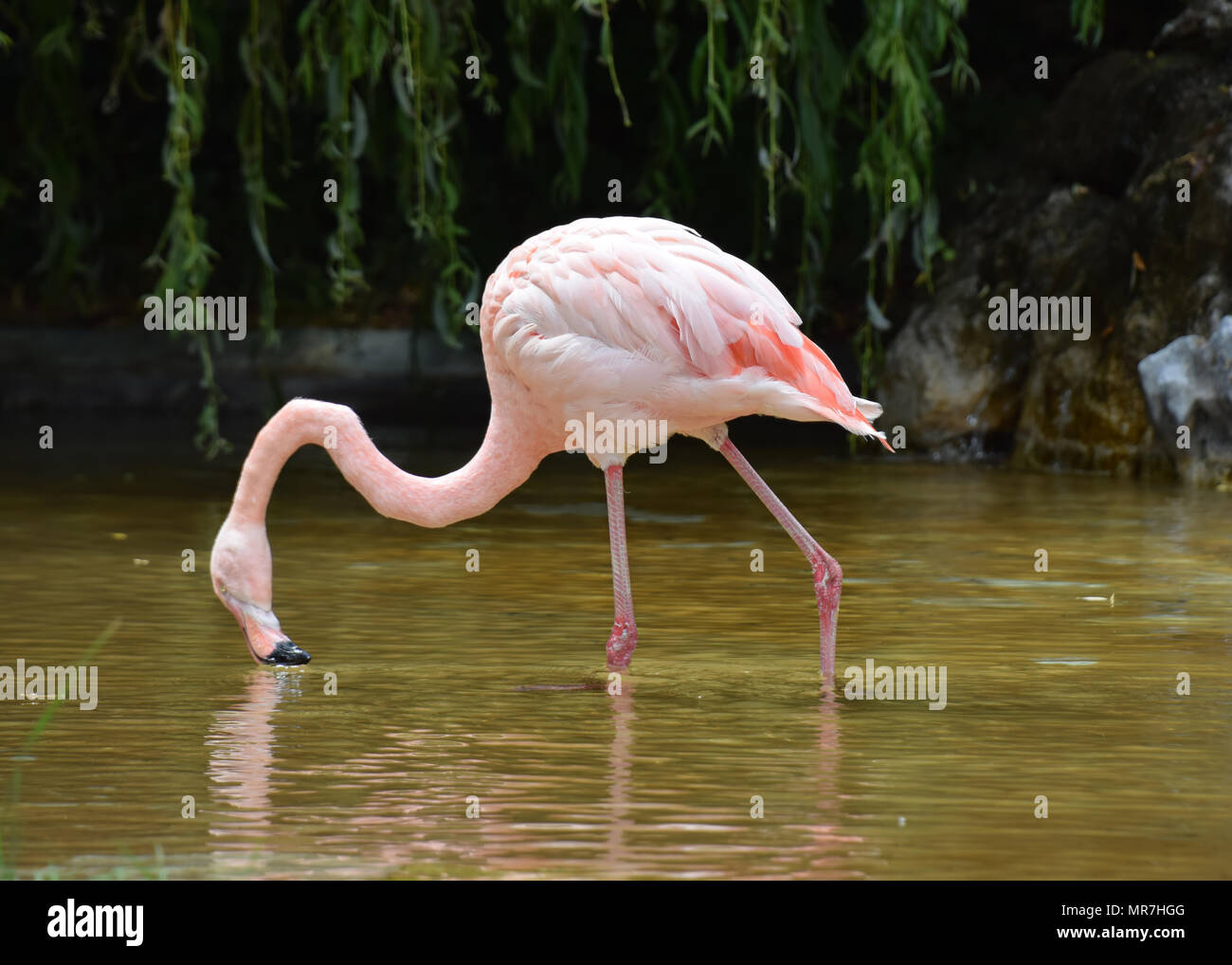 Flamant Rose En Afrique Banque d'image et photos - Alamy
