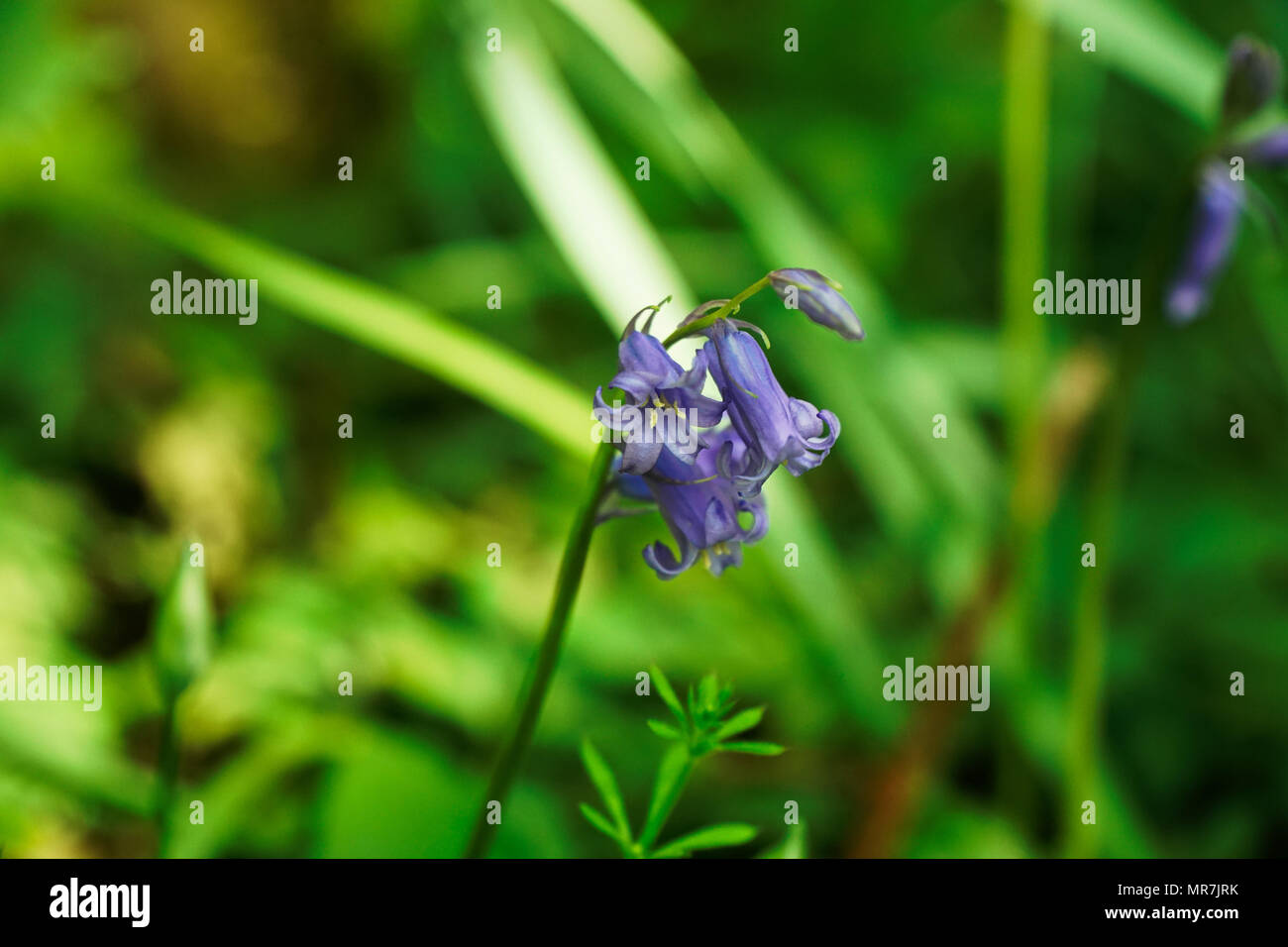 Fleur De Cloche Bleue Banque d'image et photos - Alamy