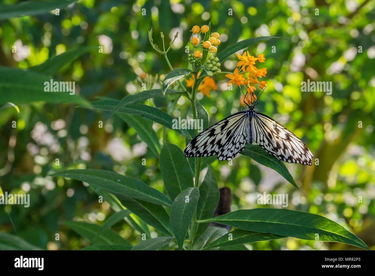 Papillon nymphe arbre blanc Banque de photographies et d’images à haute ...