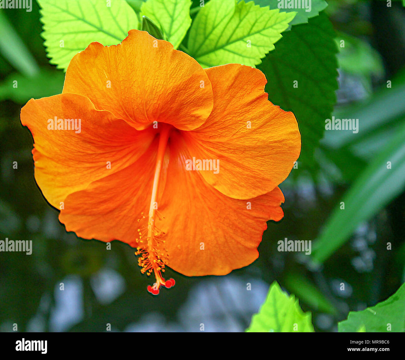 Hawaiian plants Banque de photographies et d’images à haute résolution ...
