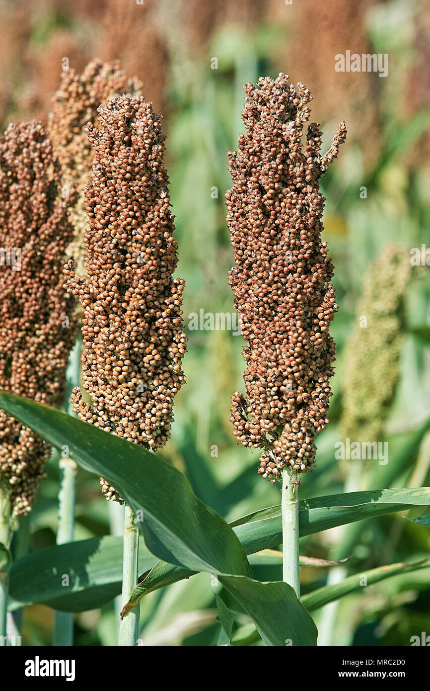 Feuilles de sorgho Banque de photographies et d’images à haute ...