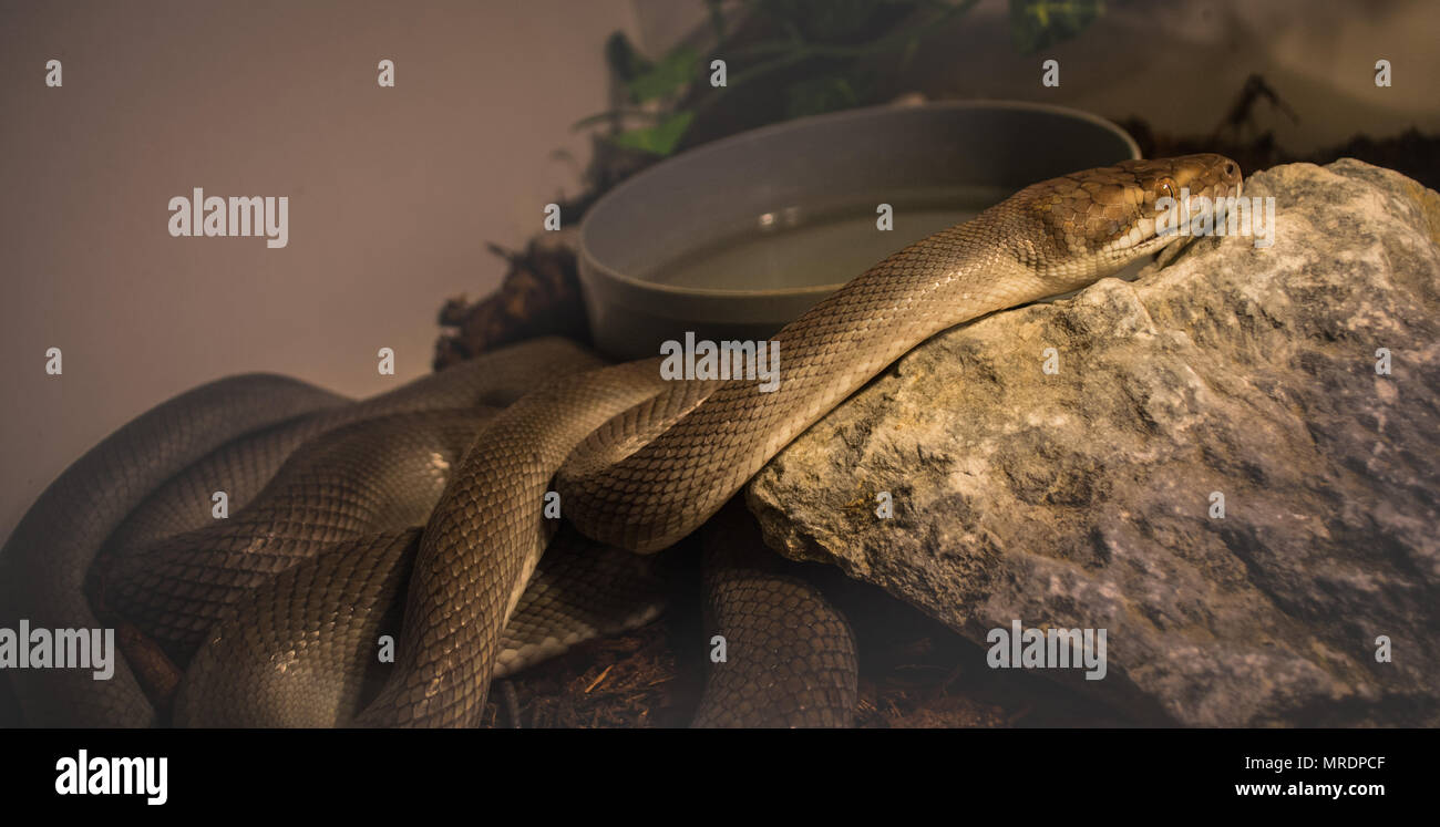 Labial pits Banque de photographies et d’images à haute résolution - Alamy