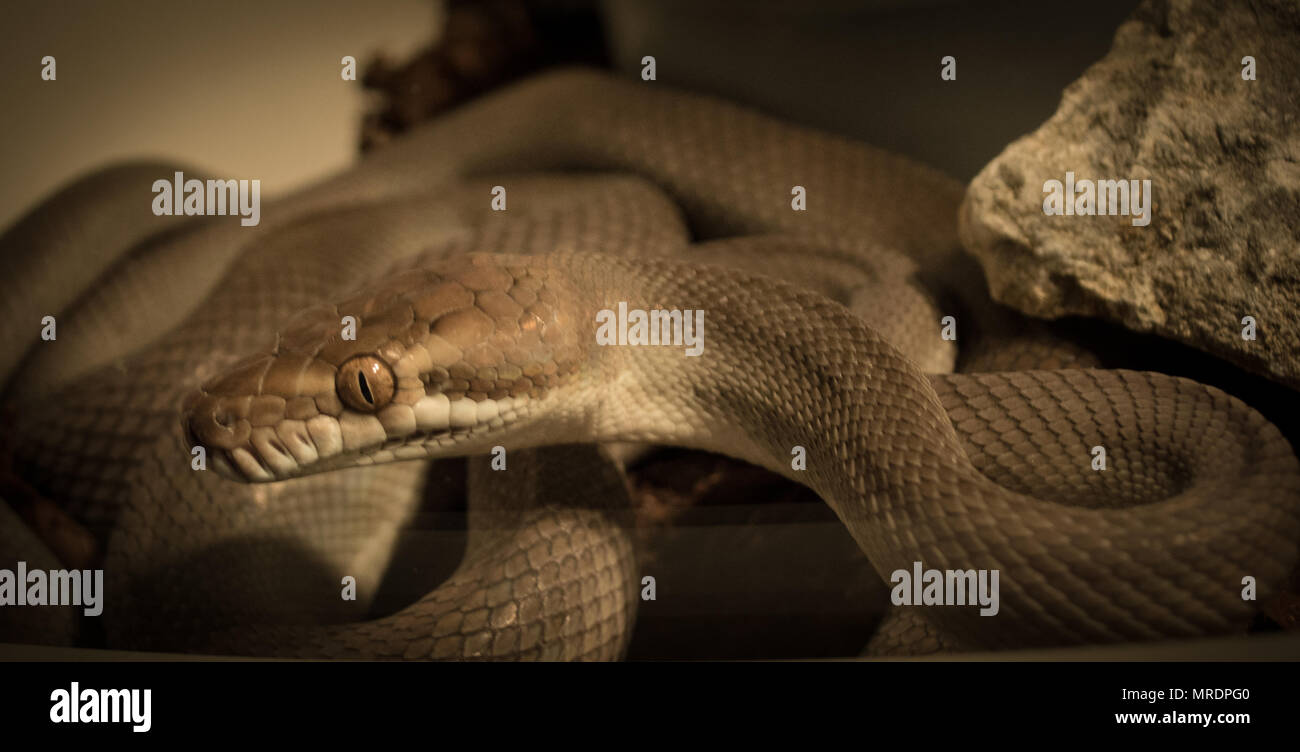 Organe sensoriel reptile Banque de photographies et d’images à haute ...